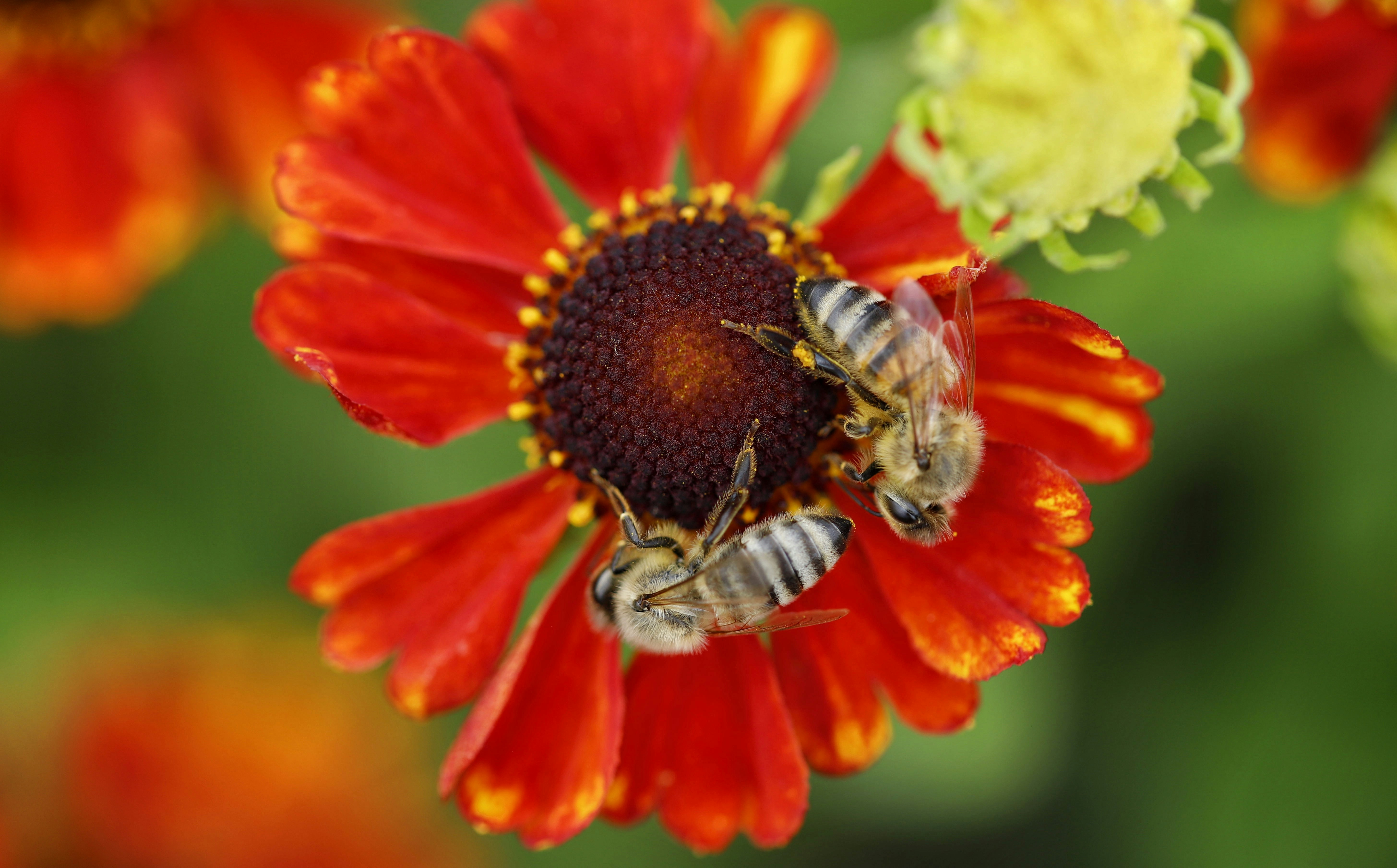 Ember Bloom: Two Bees at the Zinnia's Core