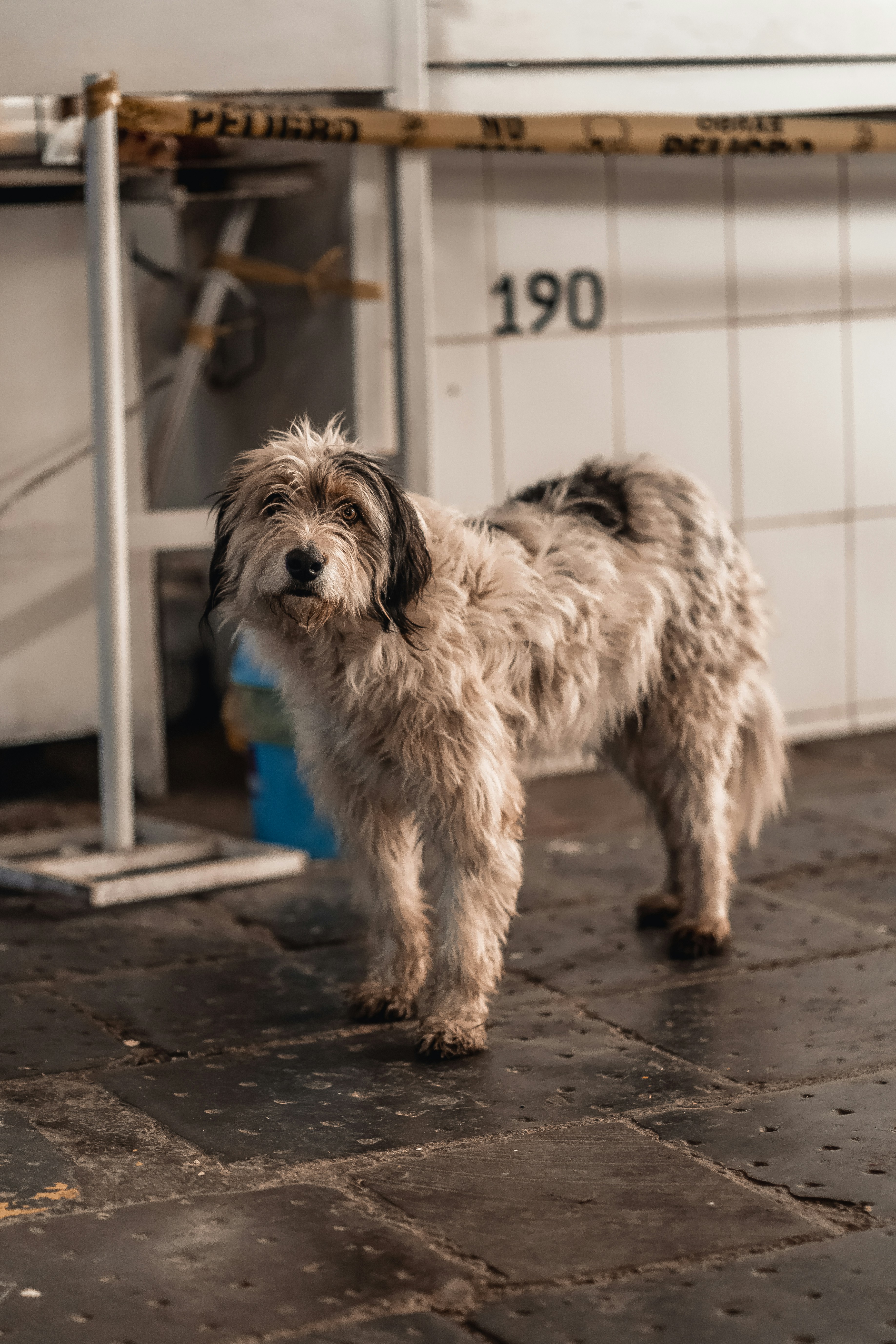 a dog standing on a sidewalk
