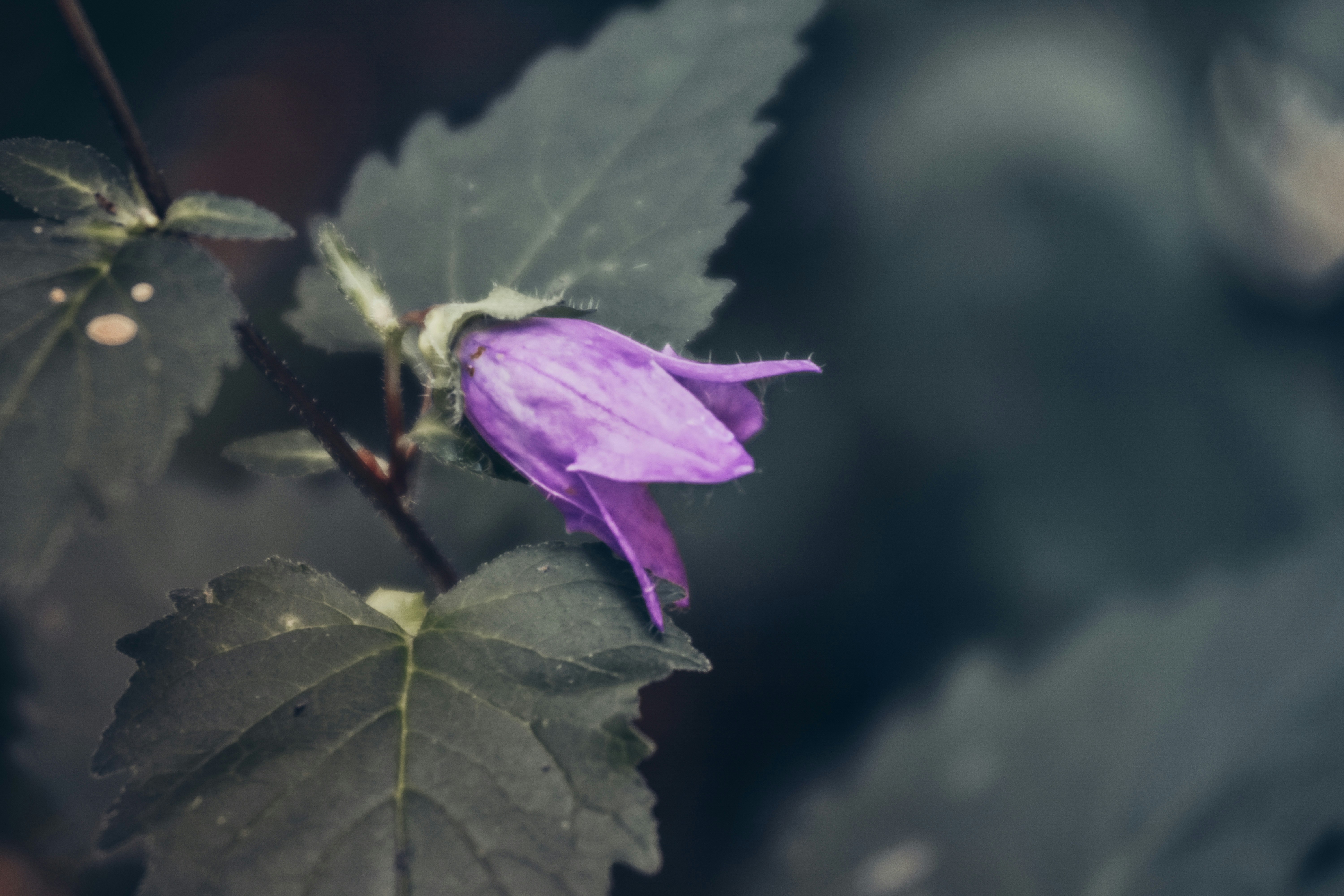 a purple flower on a green leaf
