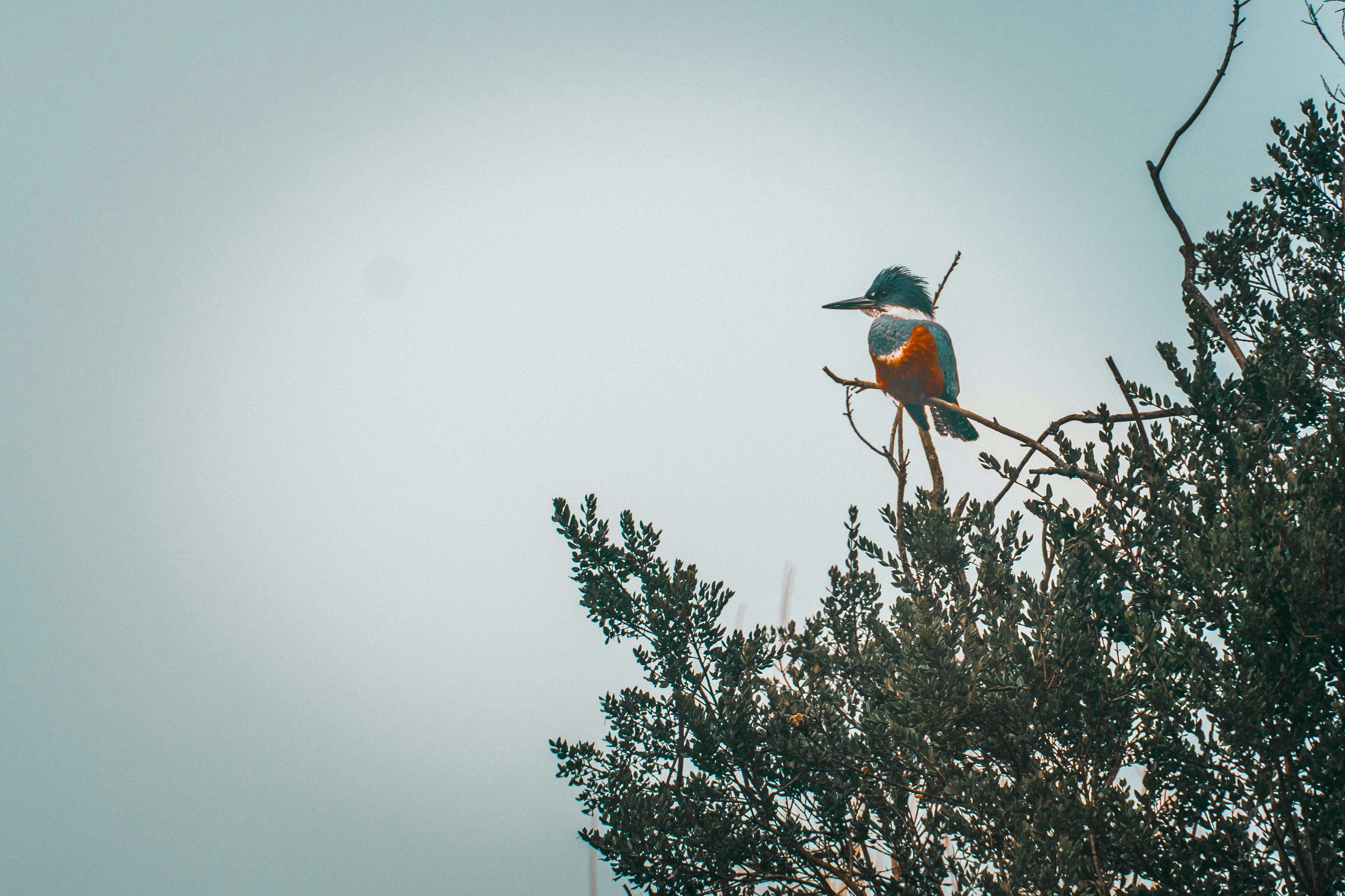 Perch of the Kingfisher: a lone hunter on a windswept branch beneath an overcast sky