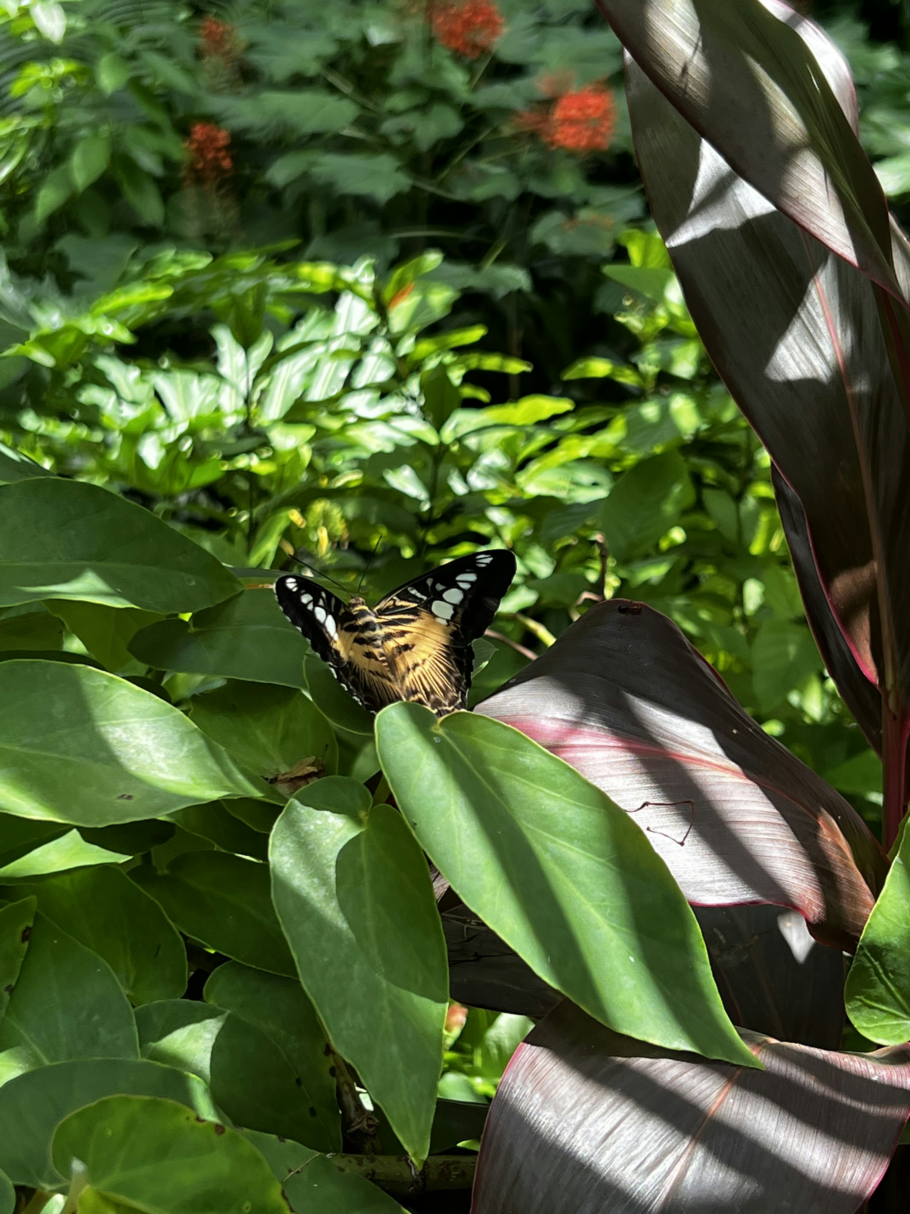 Brushstrokes of Light: Butterfly Resting on Tropical Leaves