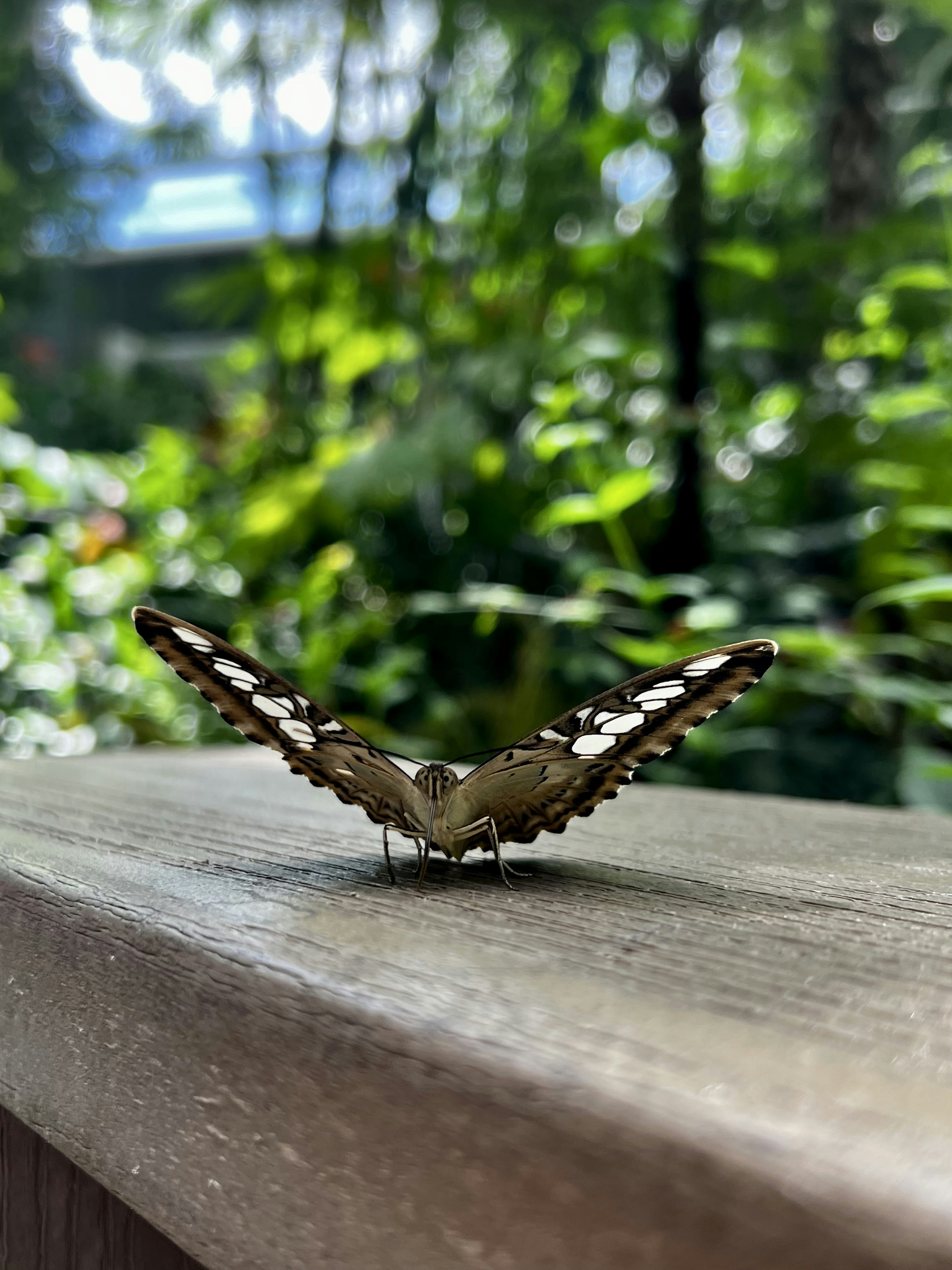 Winged Quiet on Weathered Wood: a butterfly perched on a sunlit railing