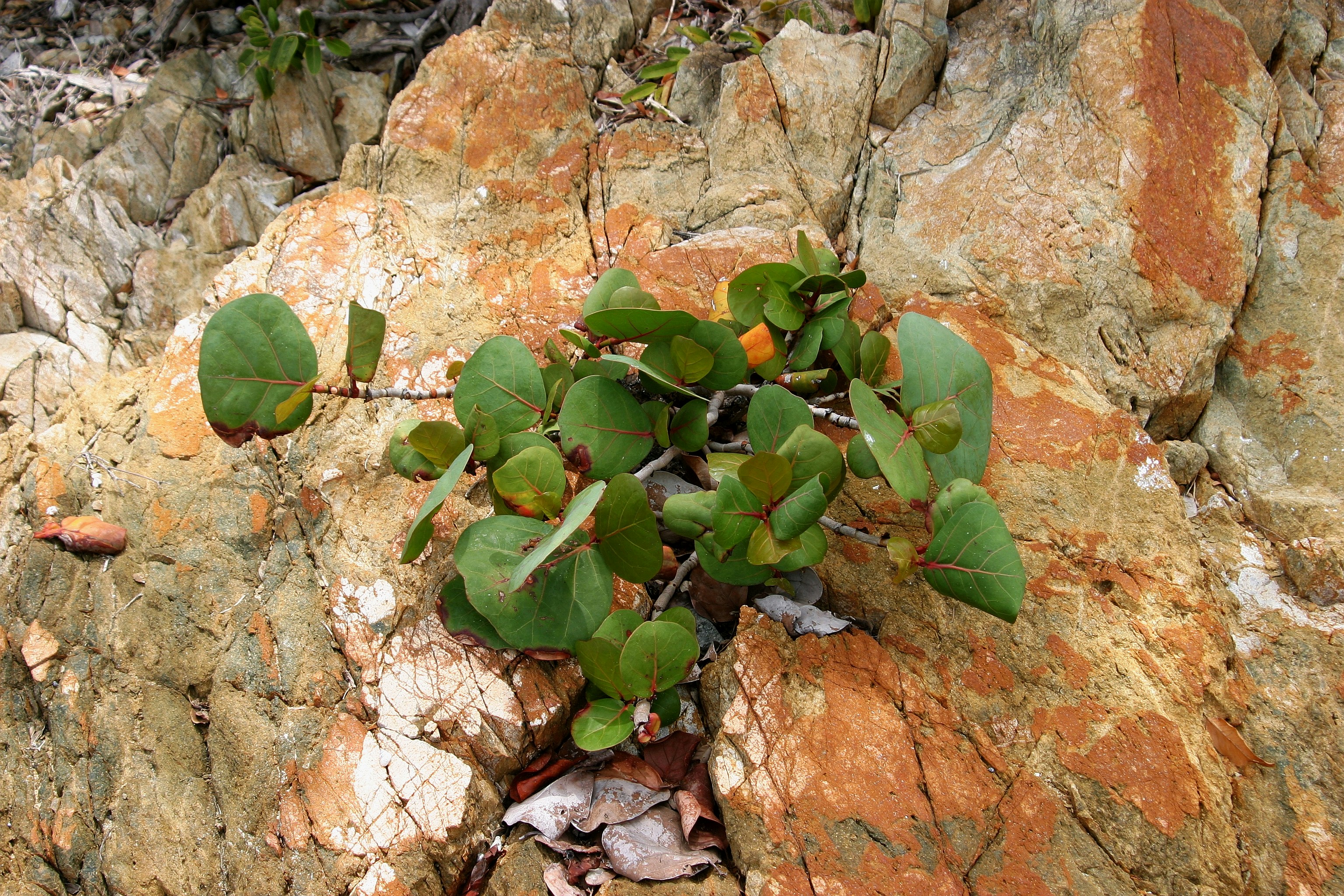 A green plant thriving on a rugged rock surface, showcasing nature's ability to adapt and flourish in challenging environments.