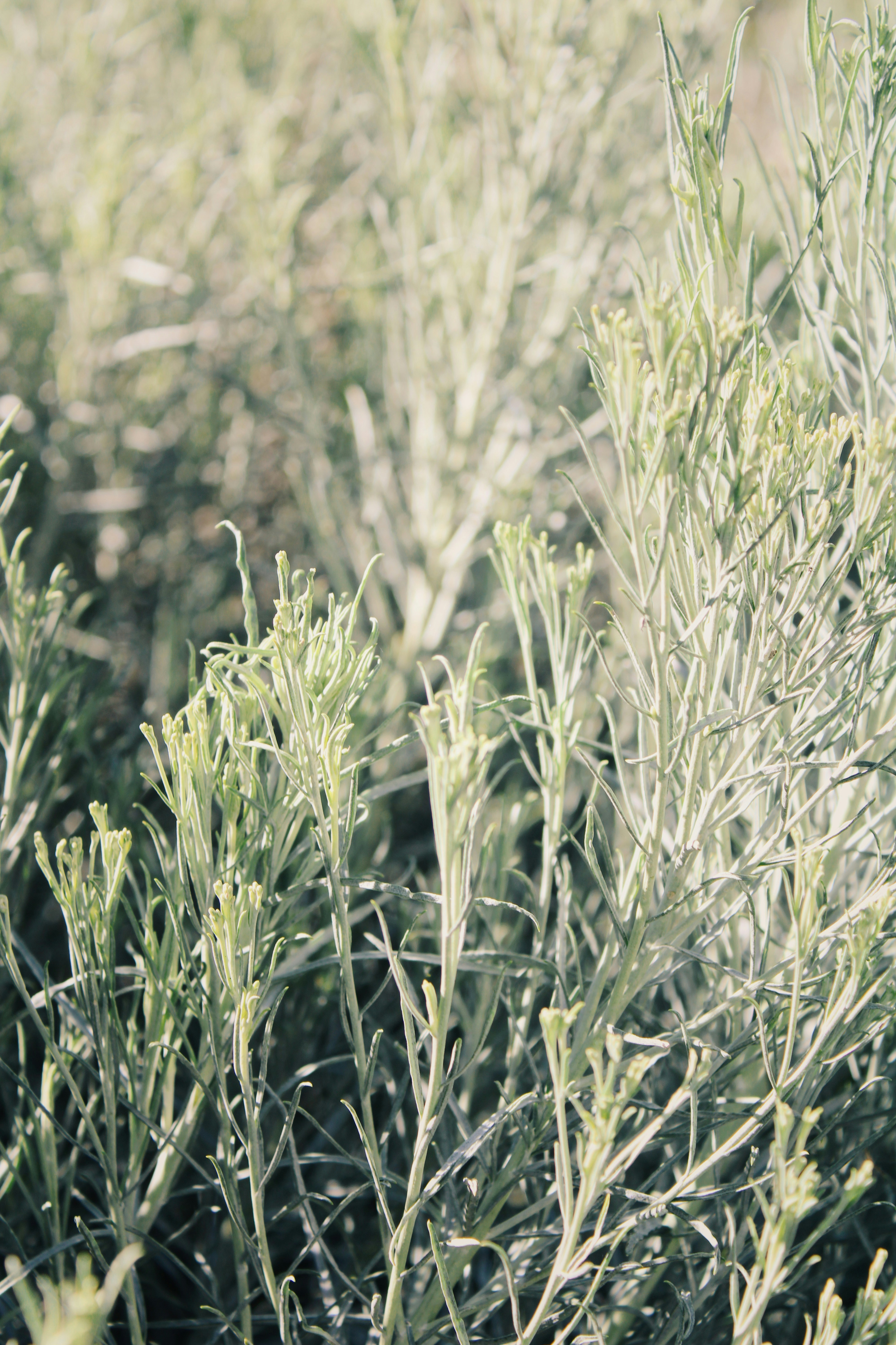 Delicate green foliage swaying gently in the breeze, showcasing intricate textures and natural patterns.