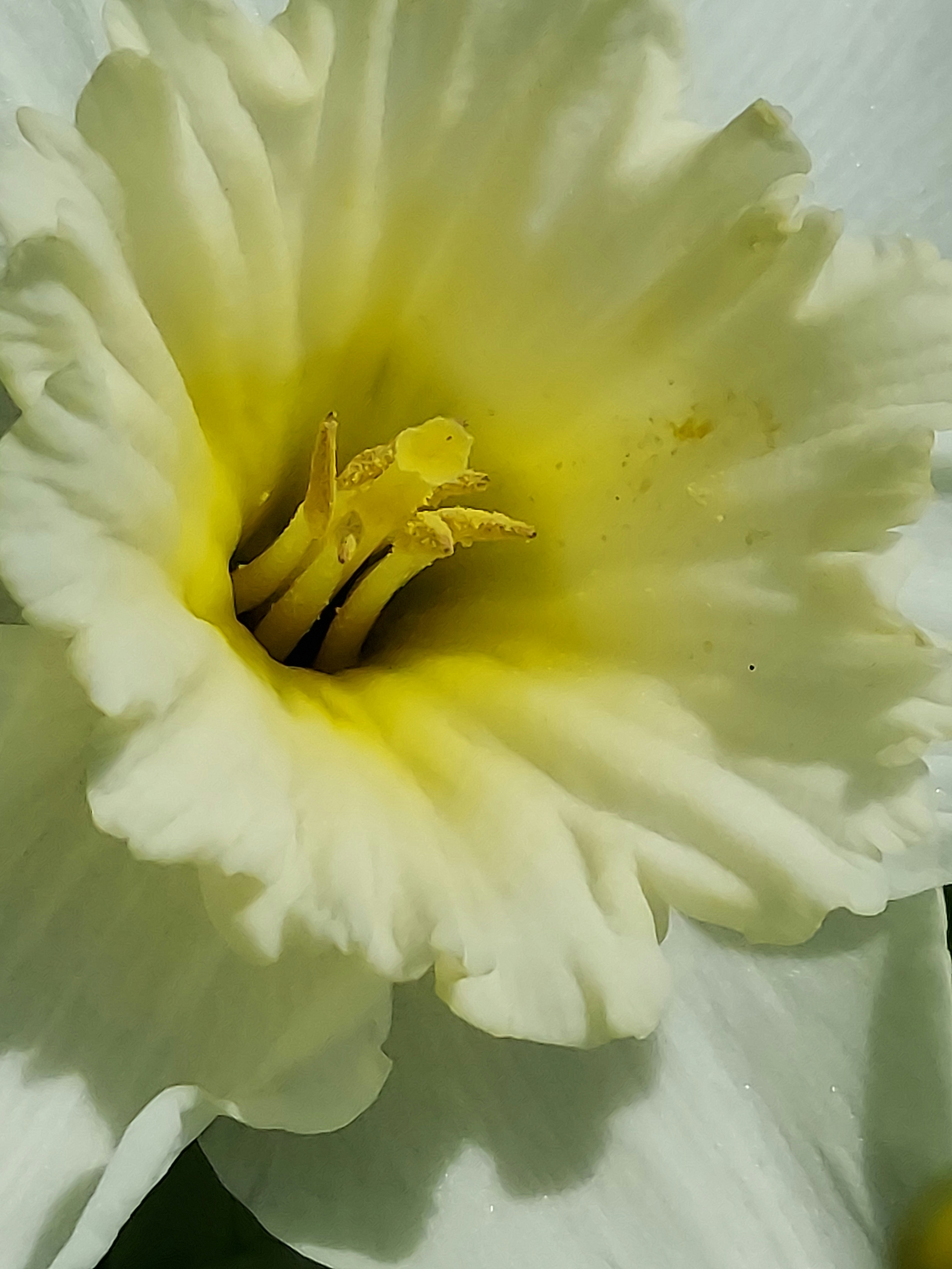Close-up of a delicate white flower with a vibrant yellow center, showcasing intricate petal textures and reproductive structures.