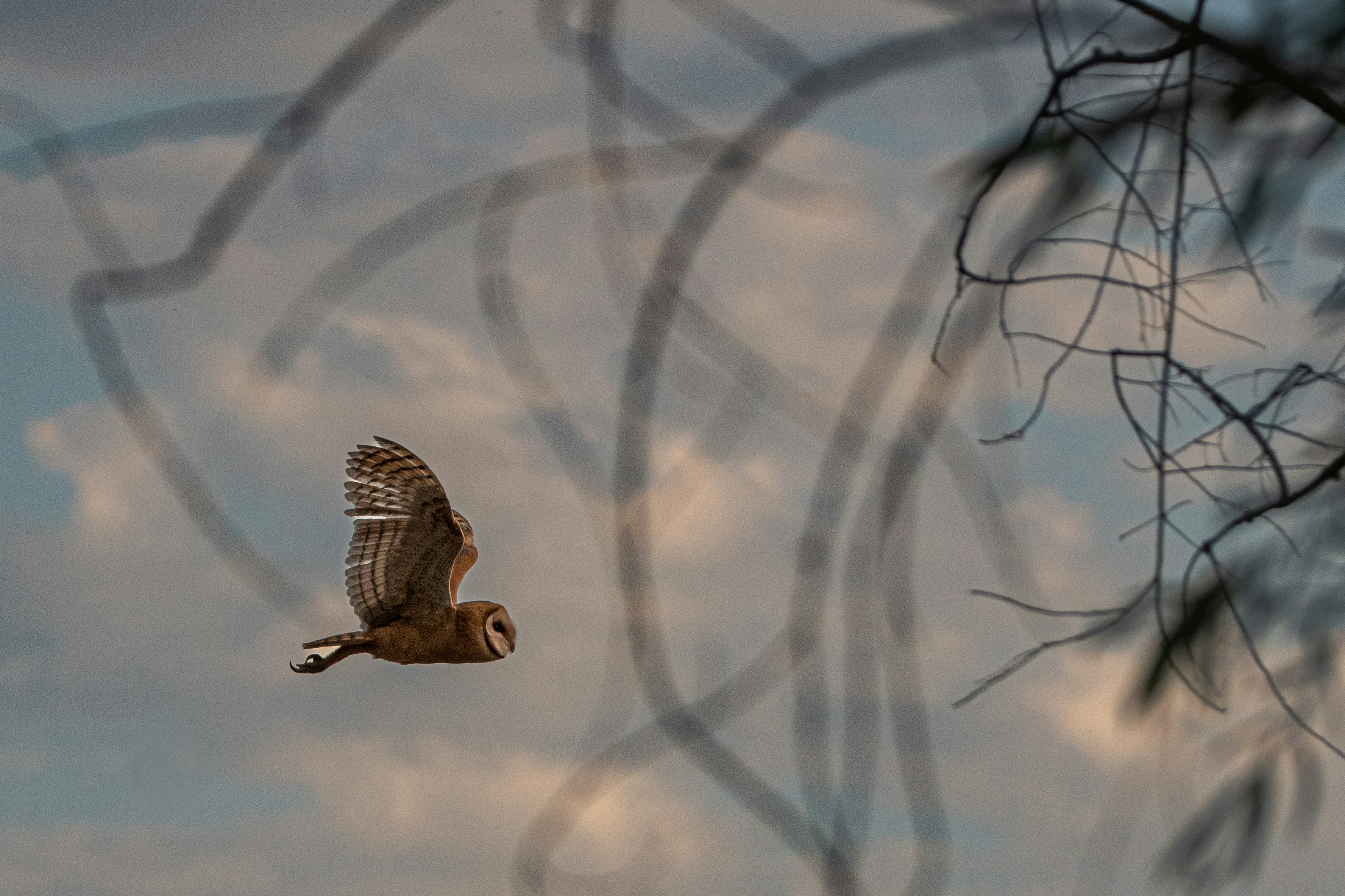 Digital Wings Stunning Bird Illustrations