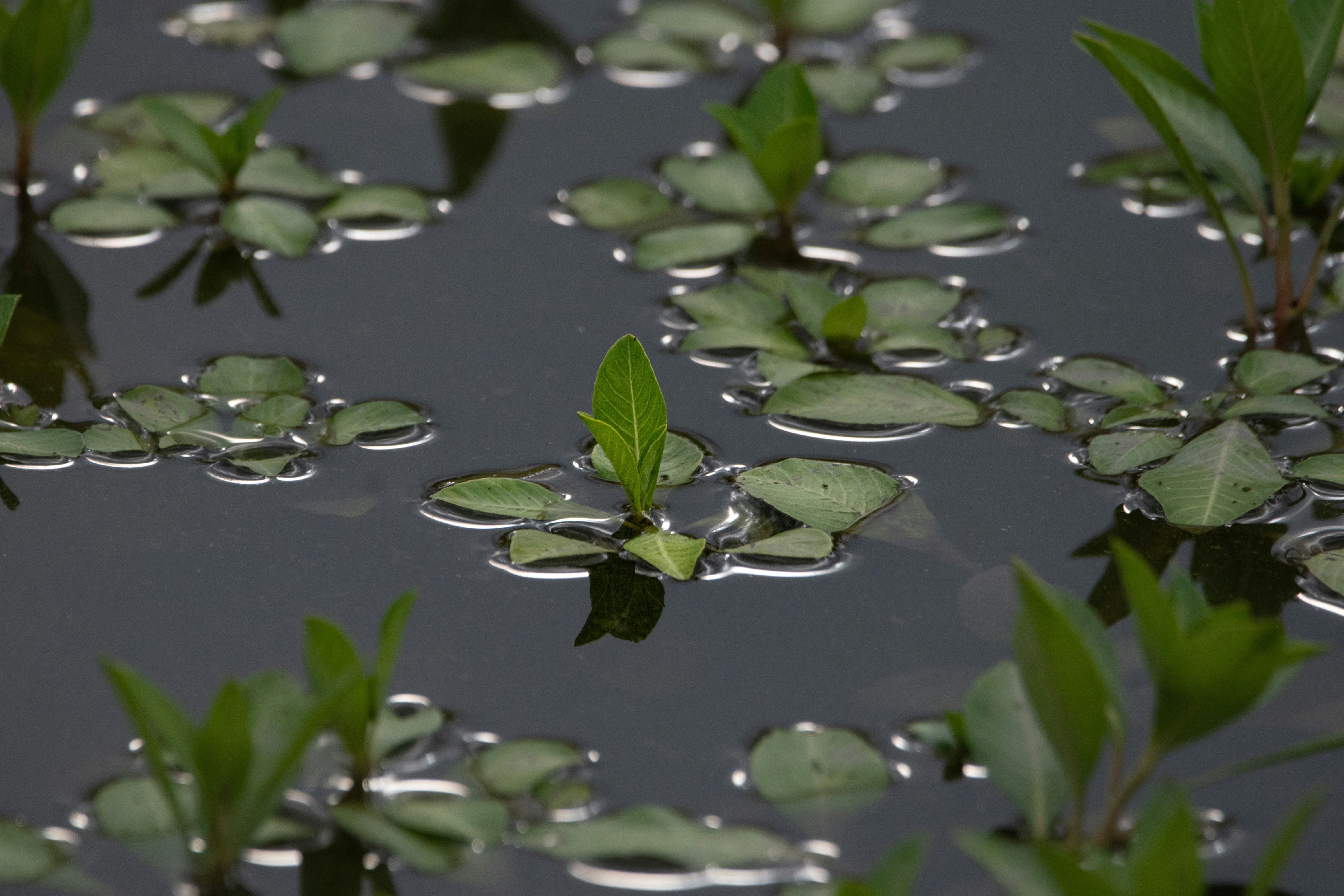 Emerald Sentinel: A Central Leaf Commands the Pond's Quiet Mirror