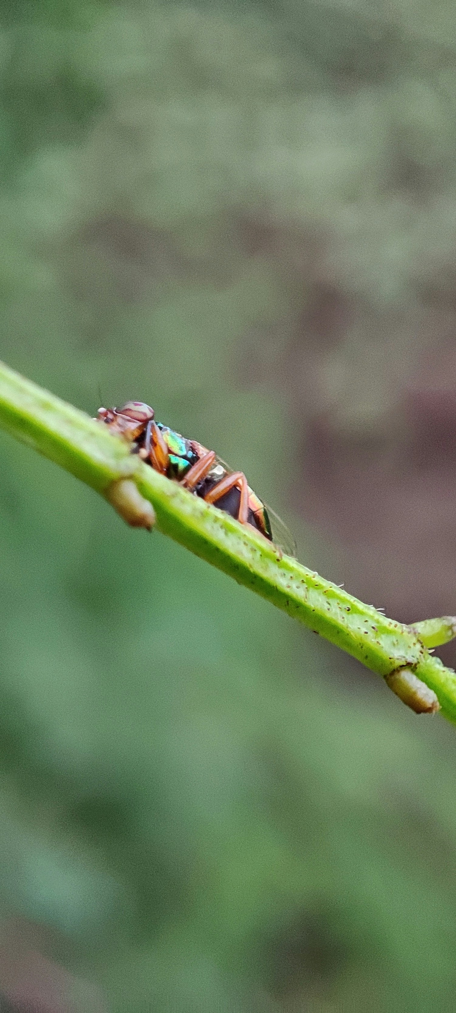 Iridescent Beetle on a Slender Green Stem: A Macro Moment