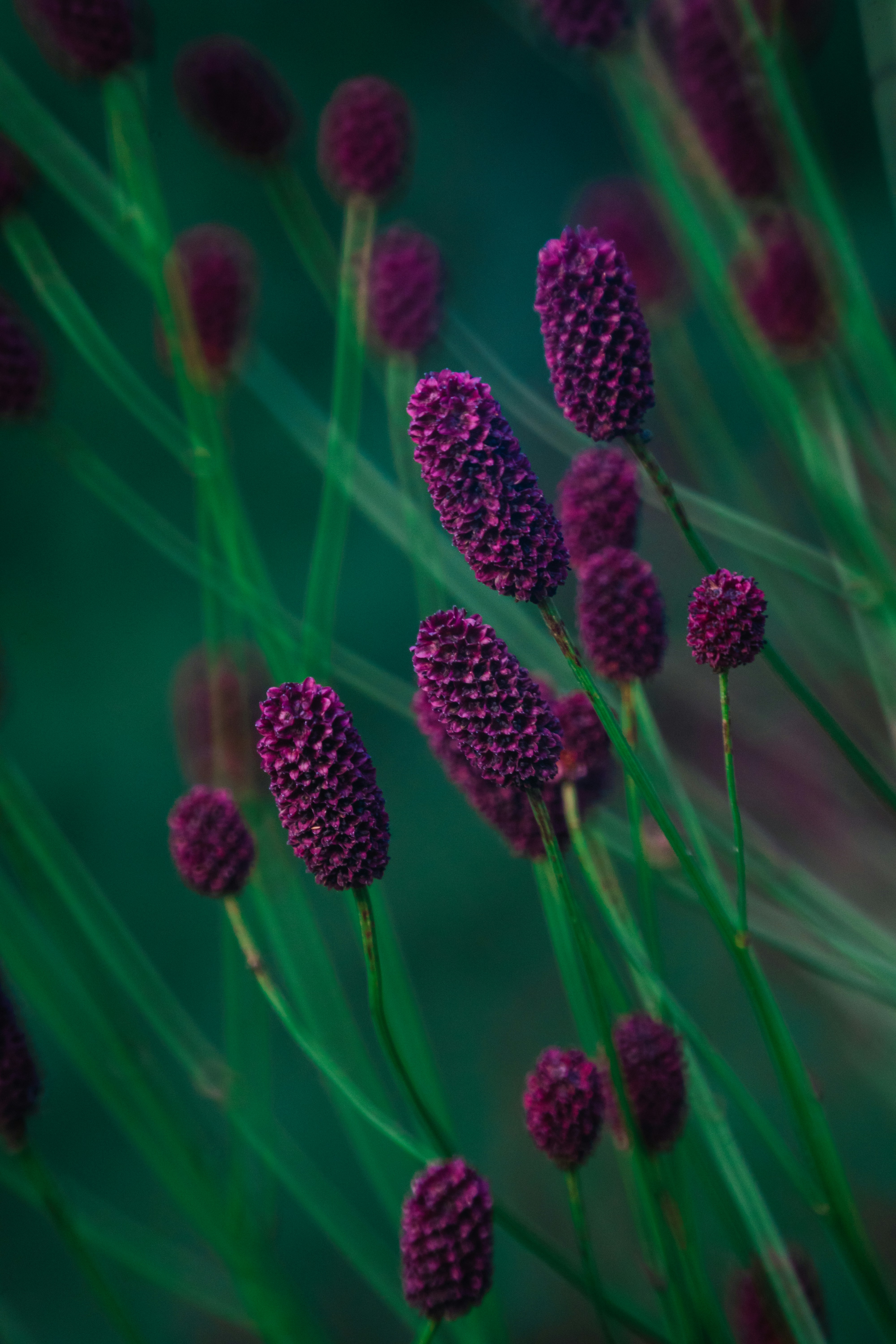 Crimson Catkins: A Field of Velvet Buds in Soft Focus