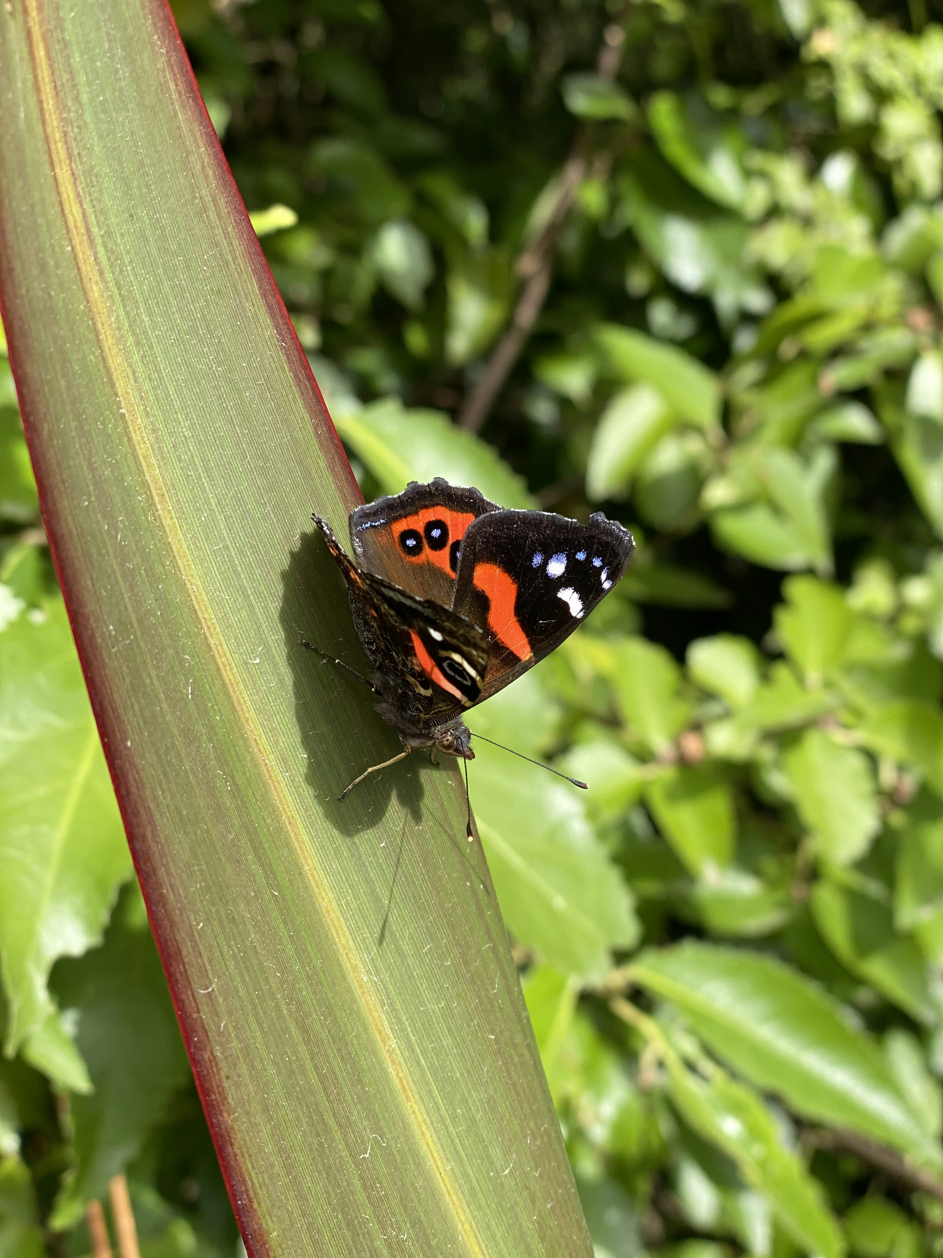 Red Admiral on a Sunlit Stem: A Moment of Flutter on Green
