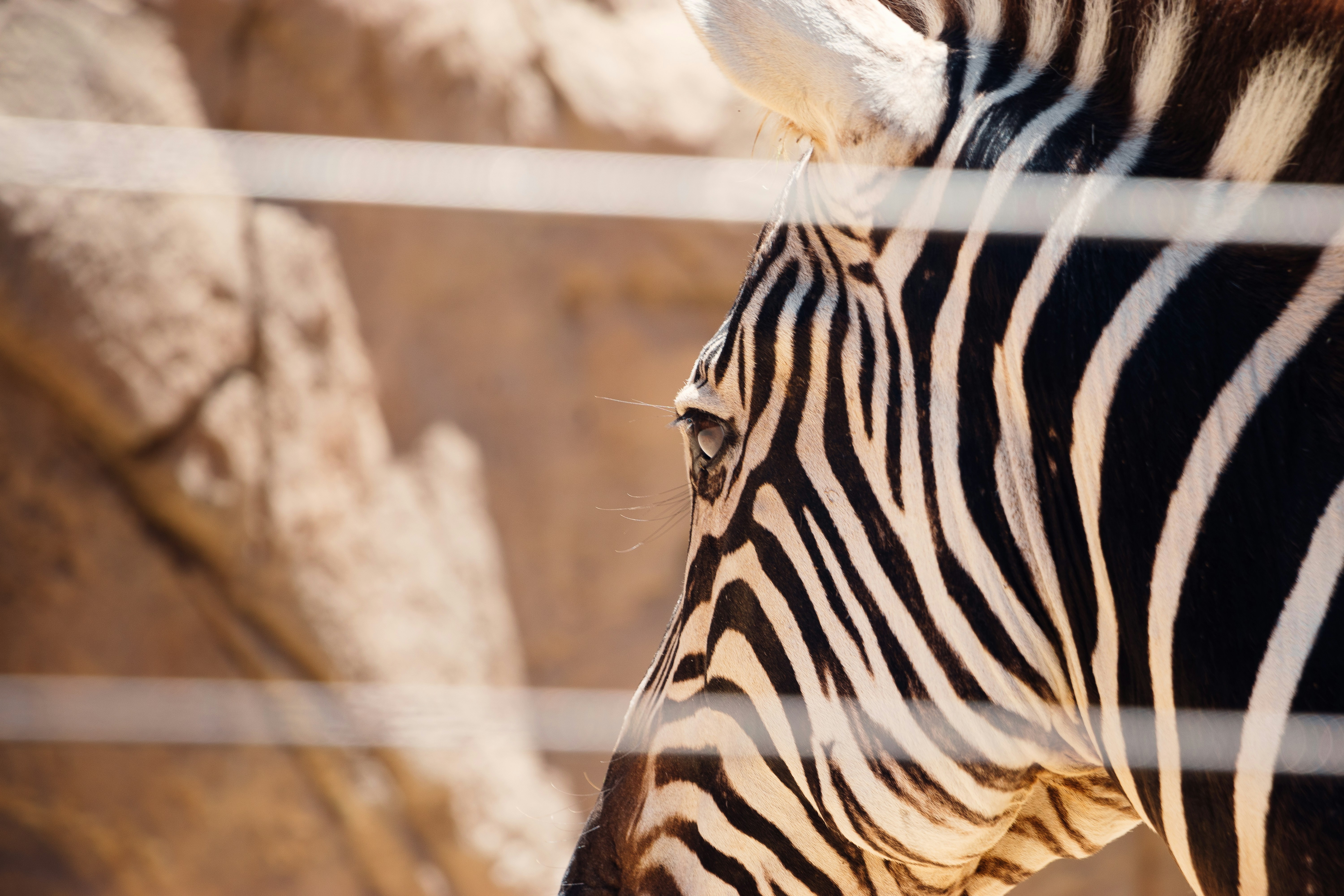 A zebra stands in a zoo exhibit photo – Free Wildlife Image on Unsplash