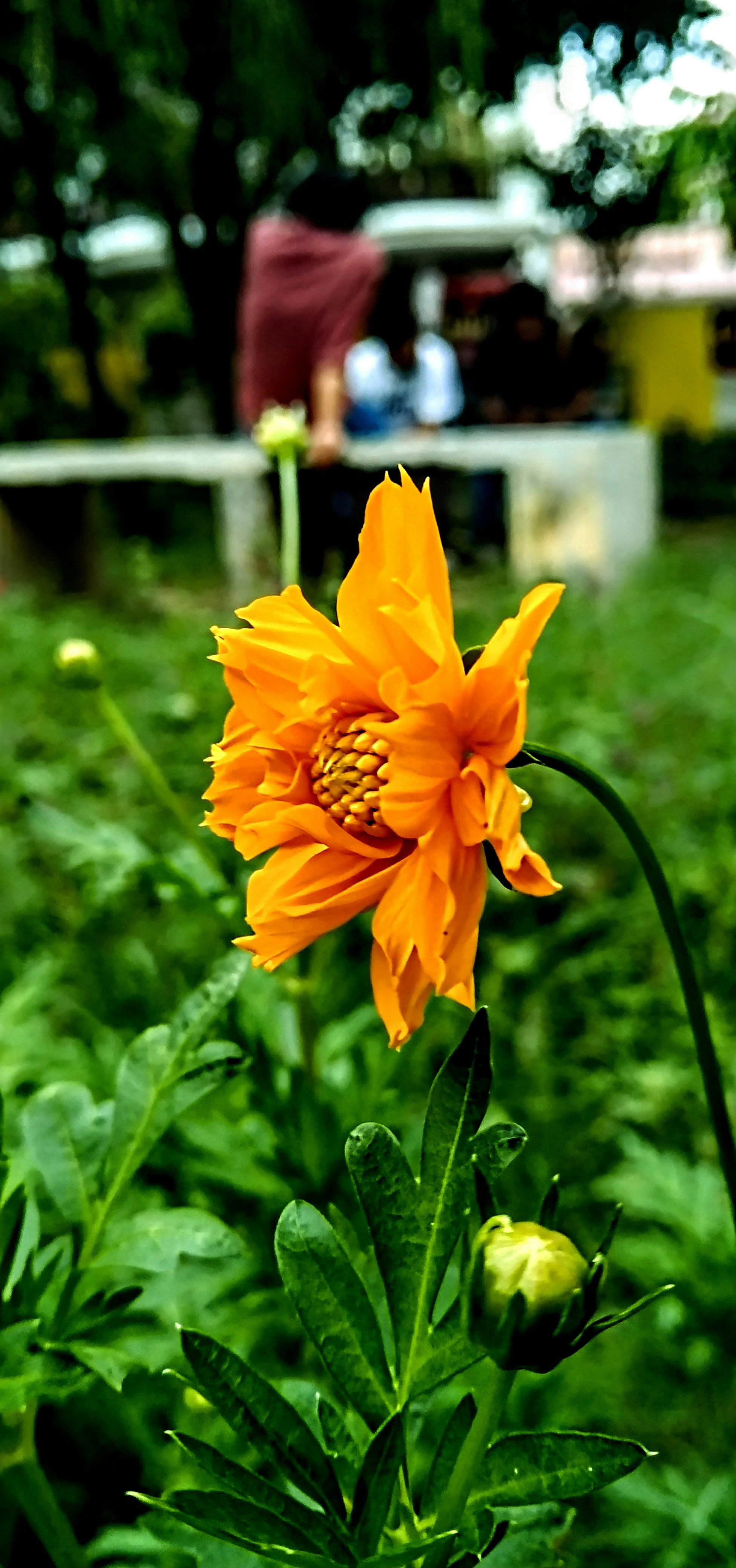 Vibrant orange flower stands prominently in a lush garden, with blurred figures in the background. 