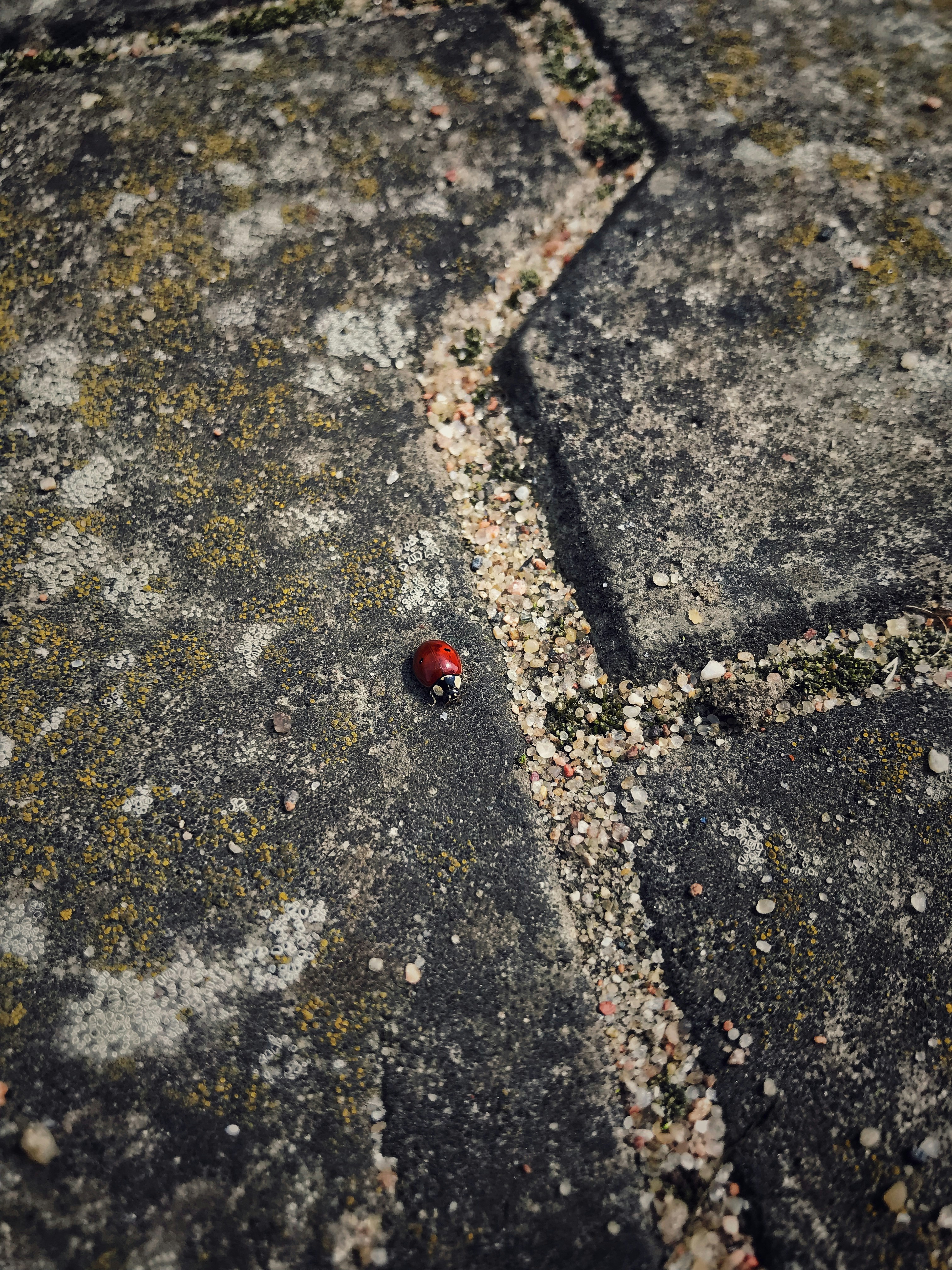 Crimson Dot on Vein-Stamped Stone: a micro close-up of weathered pavement