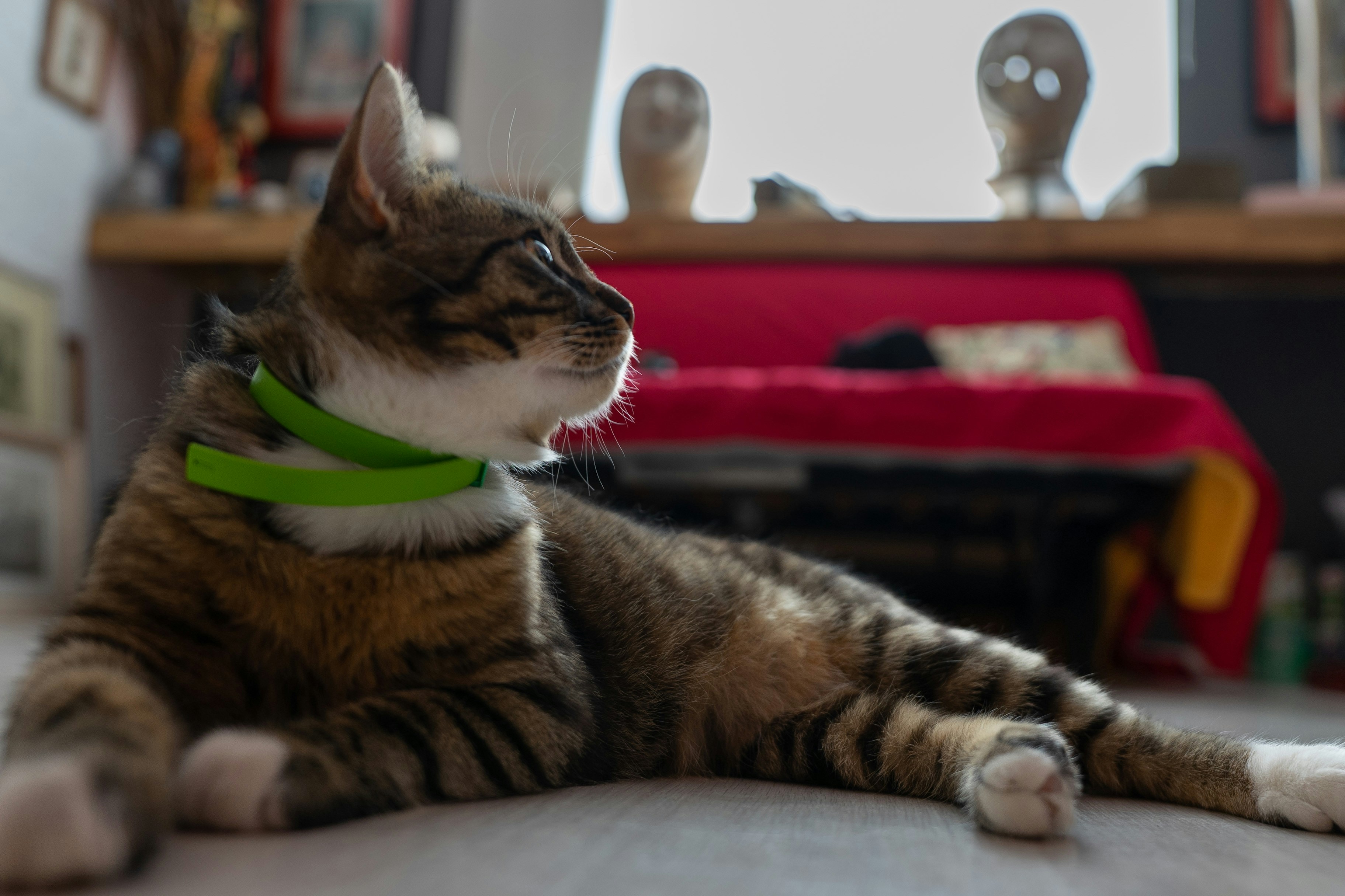 Lounge Liar: A Cat on the Lookout with a Neon Green Collar