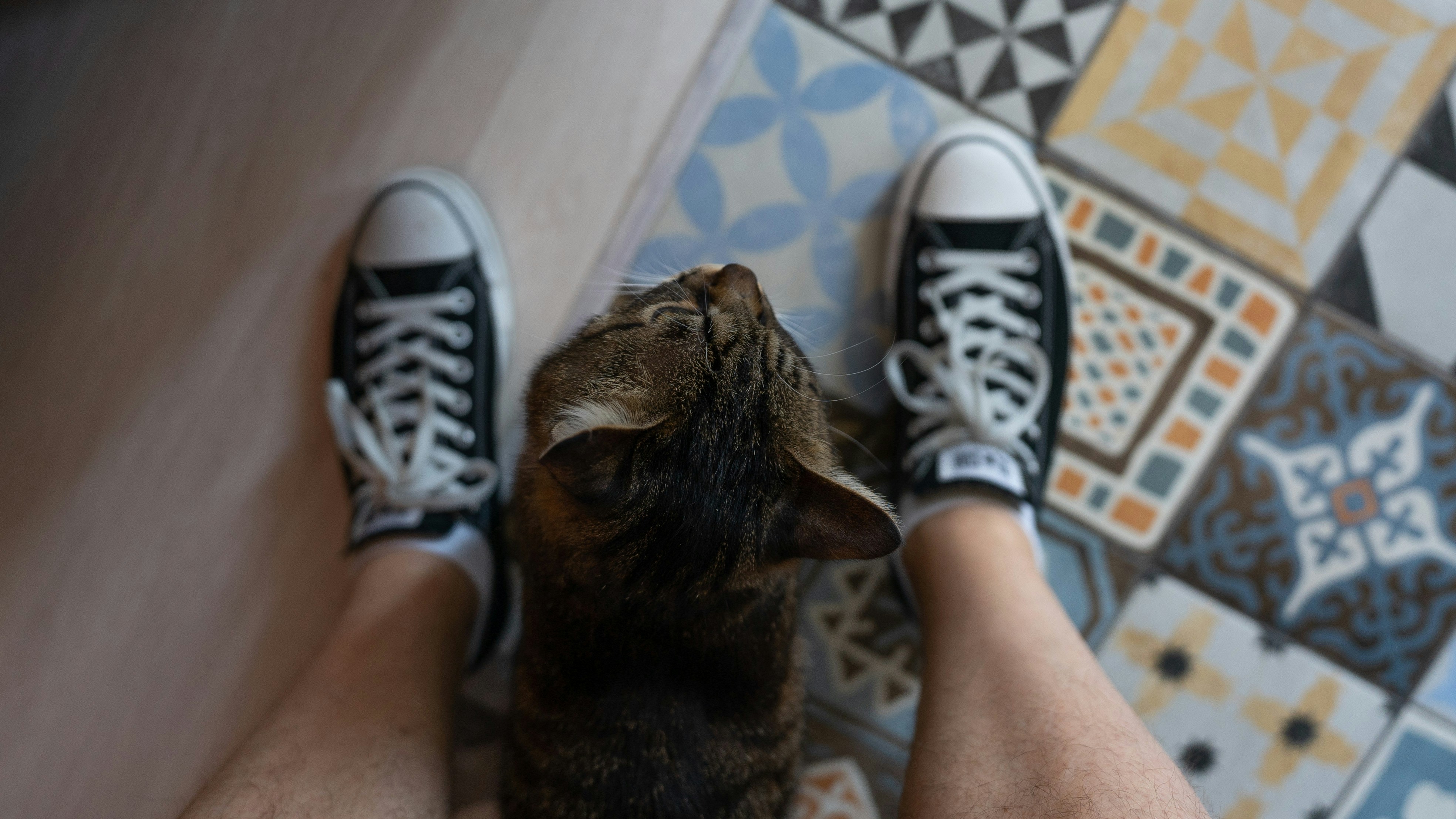 Between Sneakers and Whiskers: A Curious Gaze on a Tiled Floor