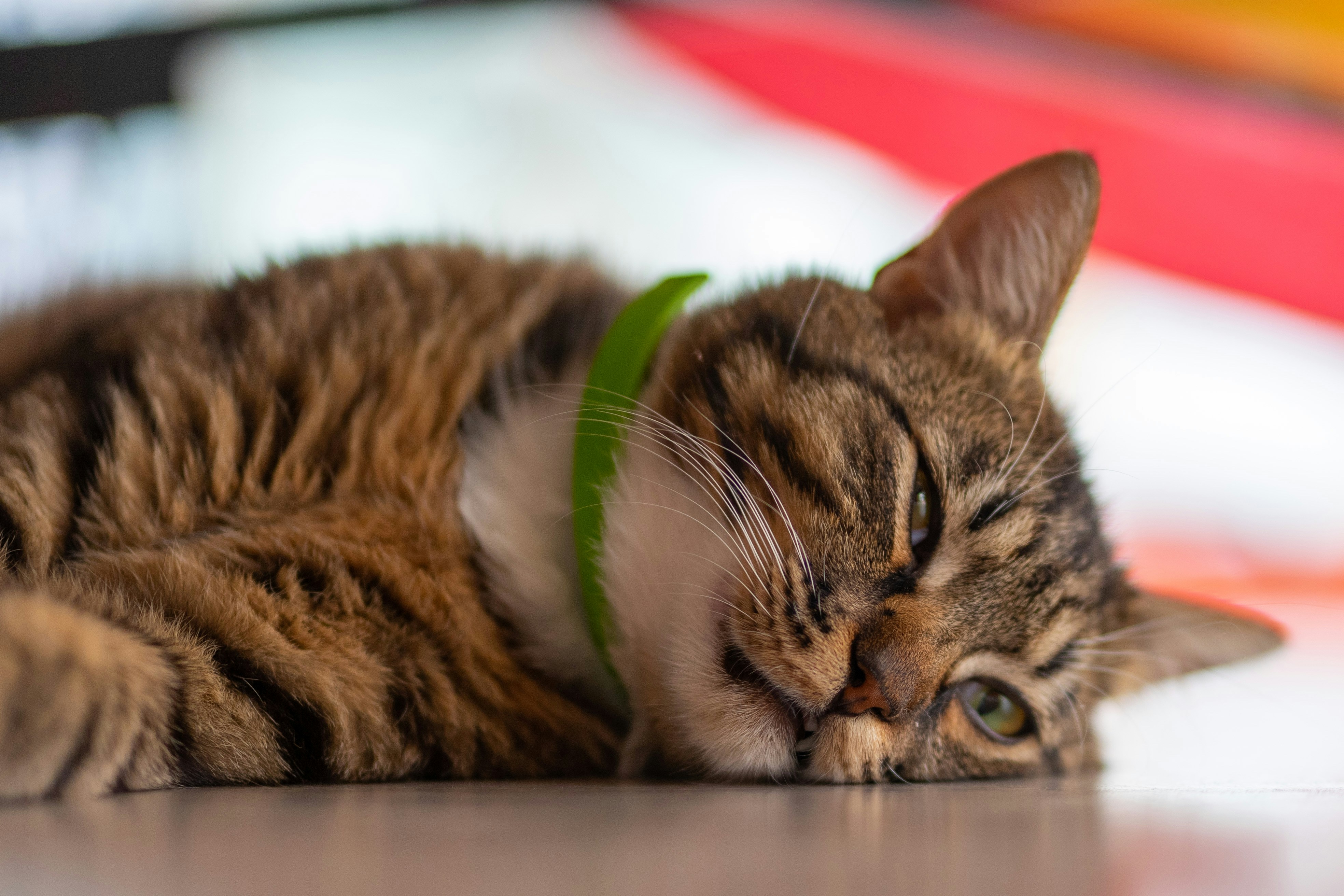 Quiet Tabby at Rest: Fur Texture, Green Collar, and Gentle Depth