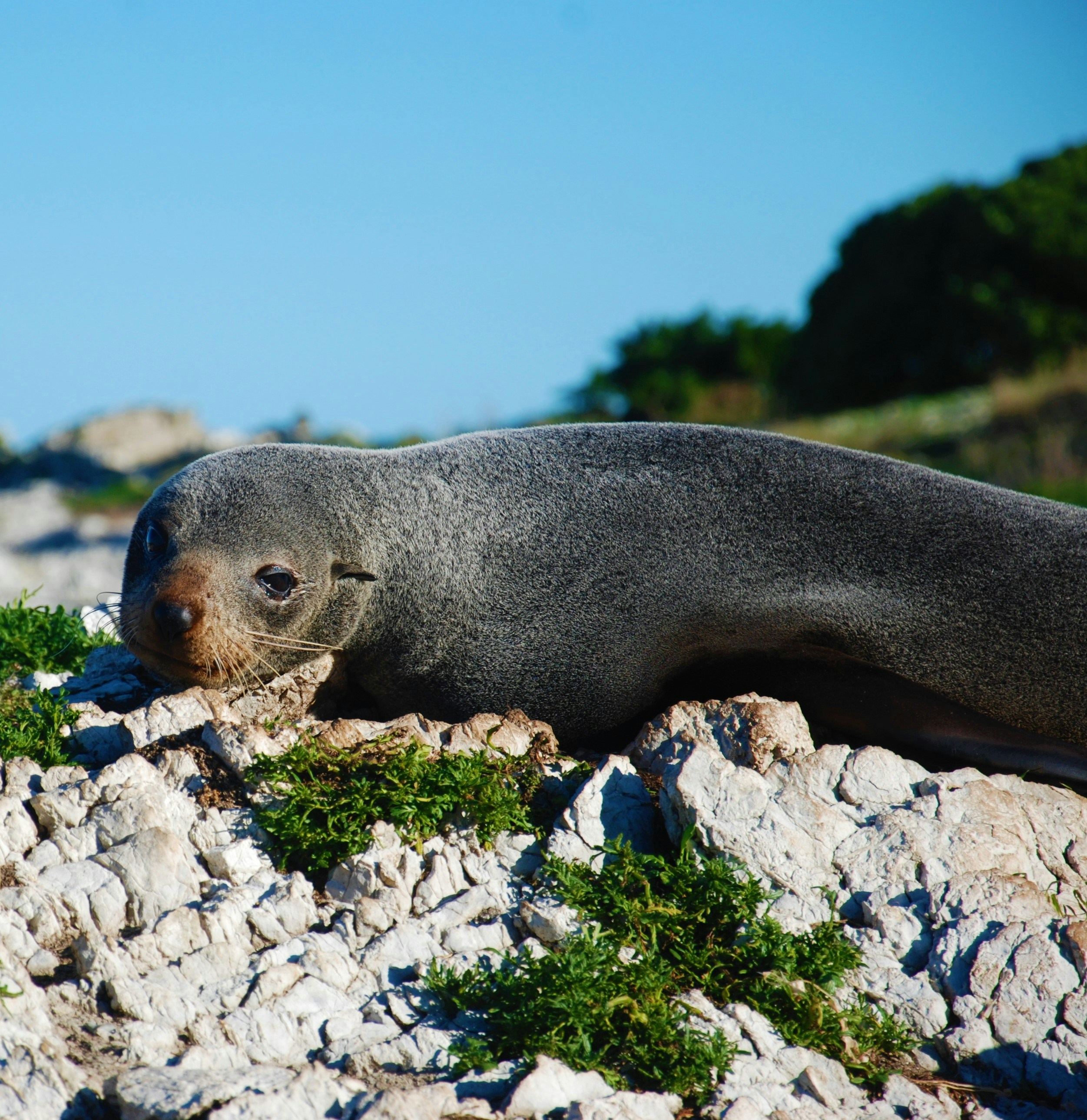 Coastal Slumber: A Seal Reposing Among Granite