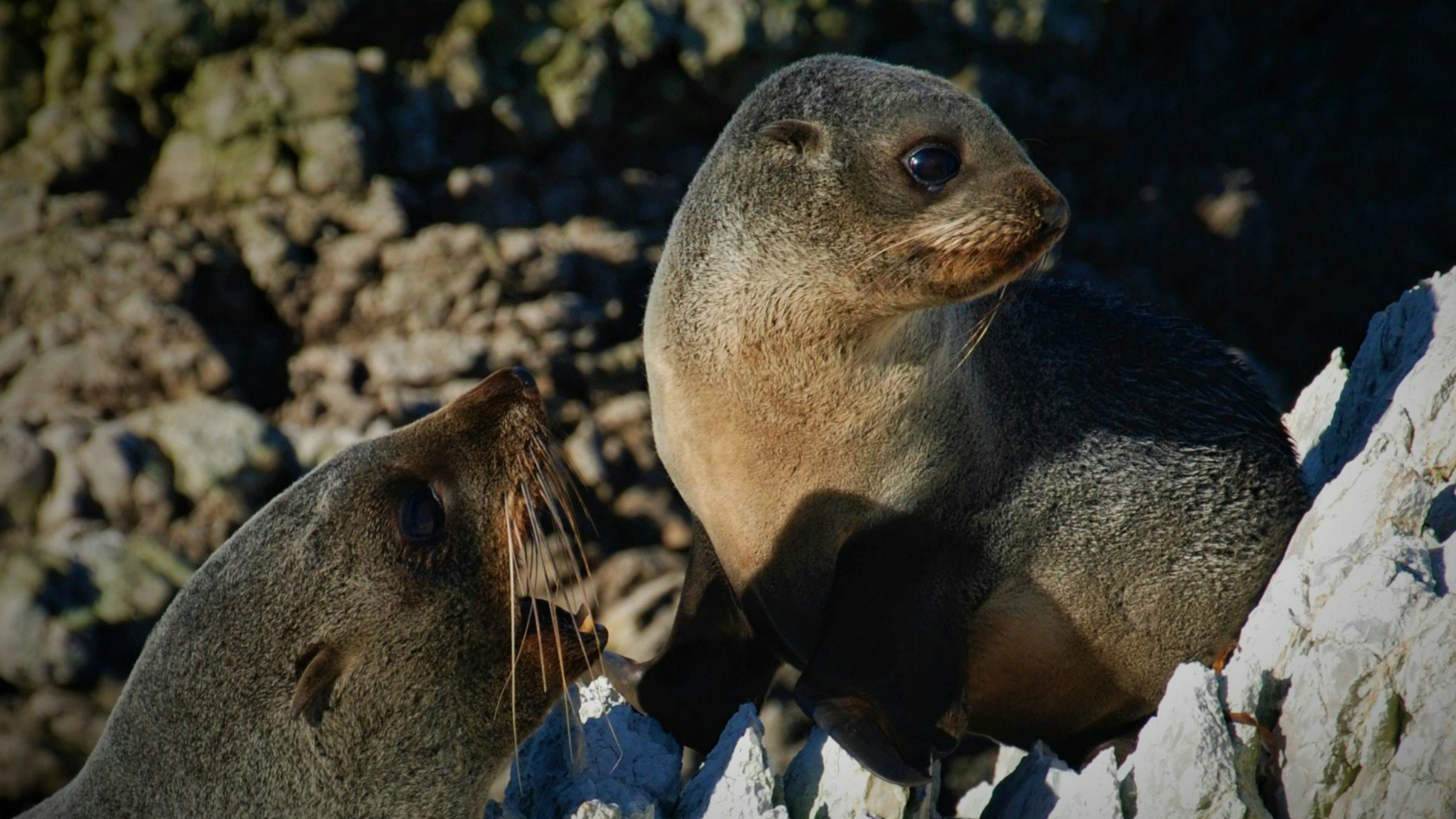 A couple of rodents photo – Free New zealand Image on Unsplash