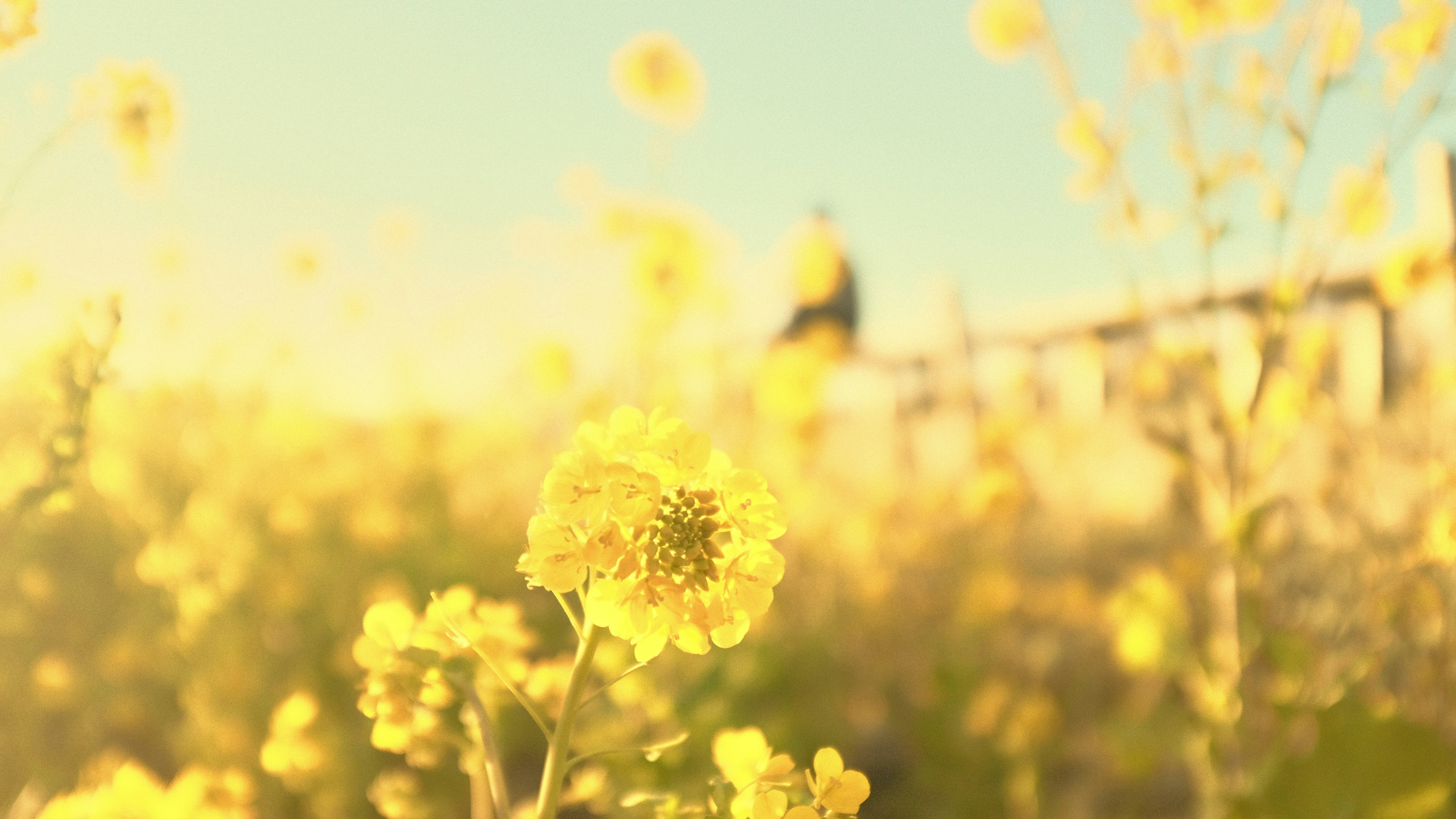 Sunlit Canola Field: A Sea of Yellow under a Clear Sky