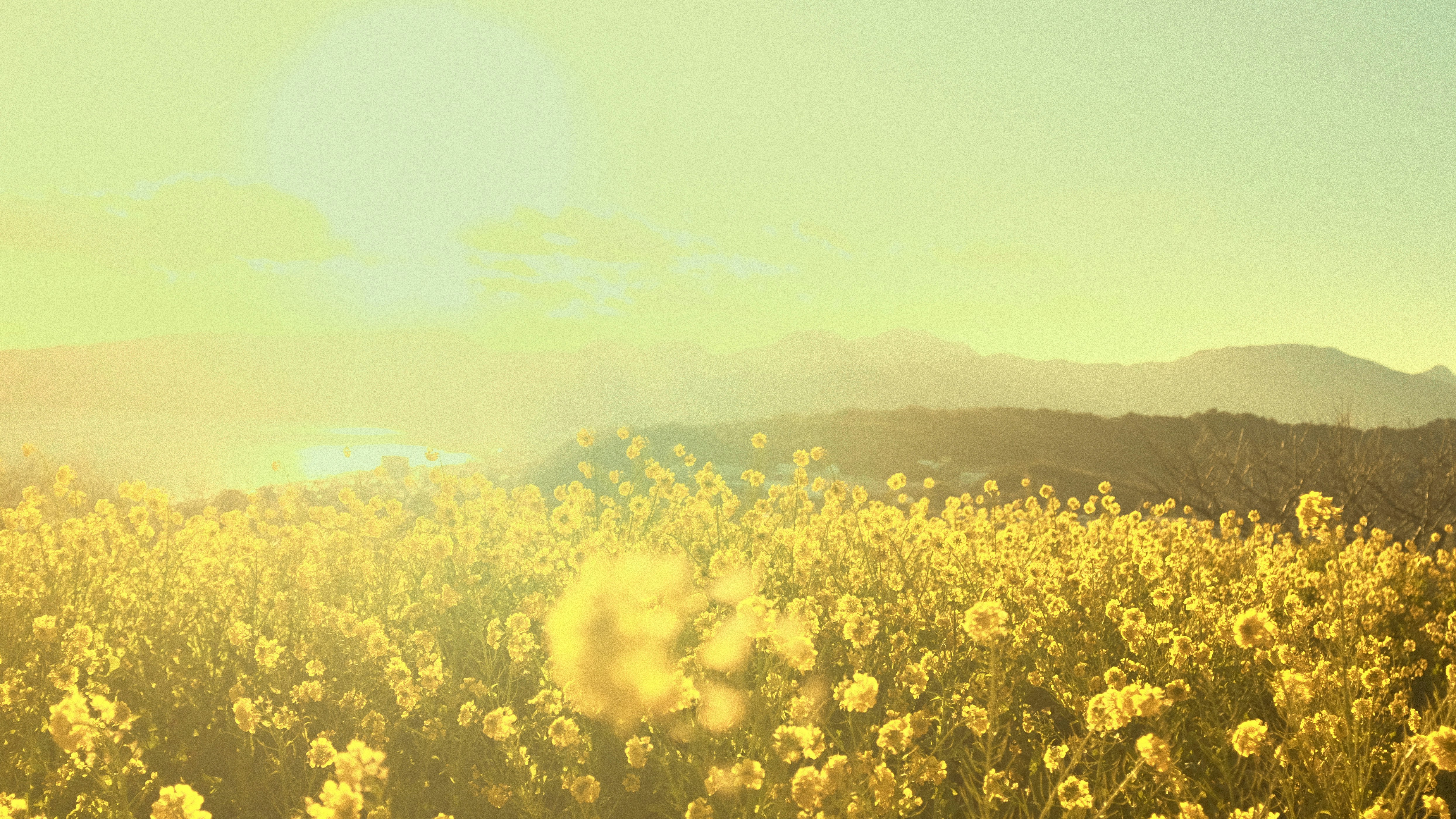Golden Canola Sea Under a Morning Sun