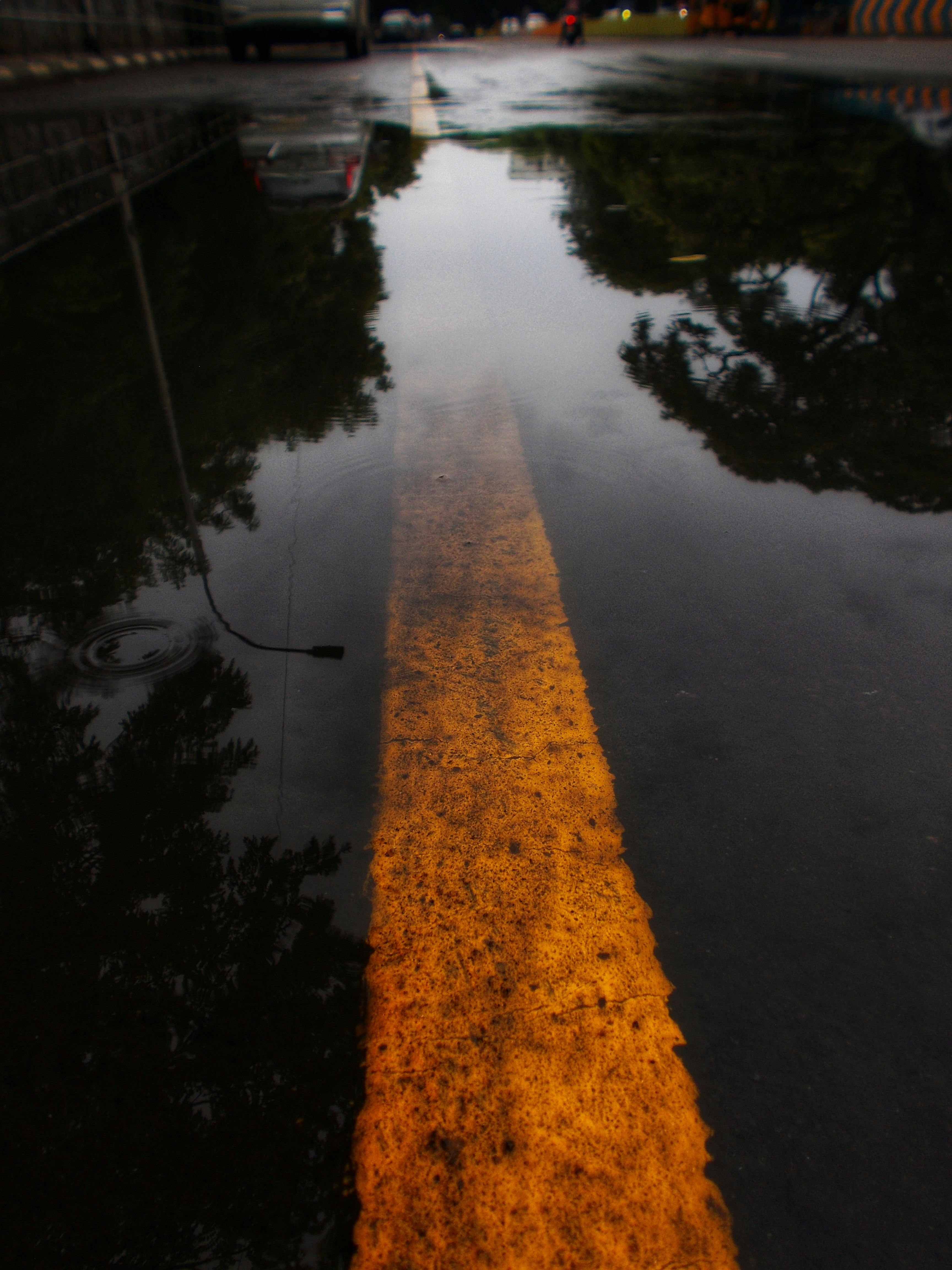 Golden road markings reflecting in a rainwater puddle, surrounded by urban greenery and structures.