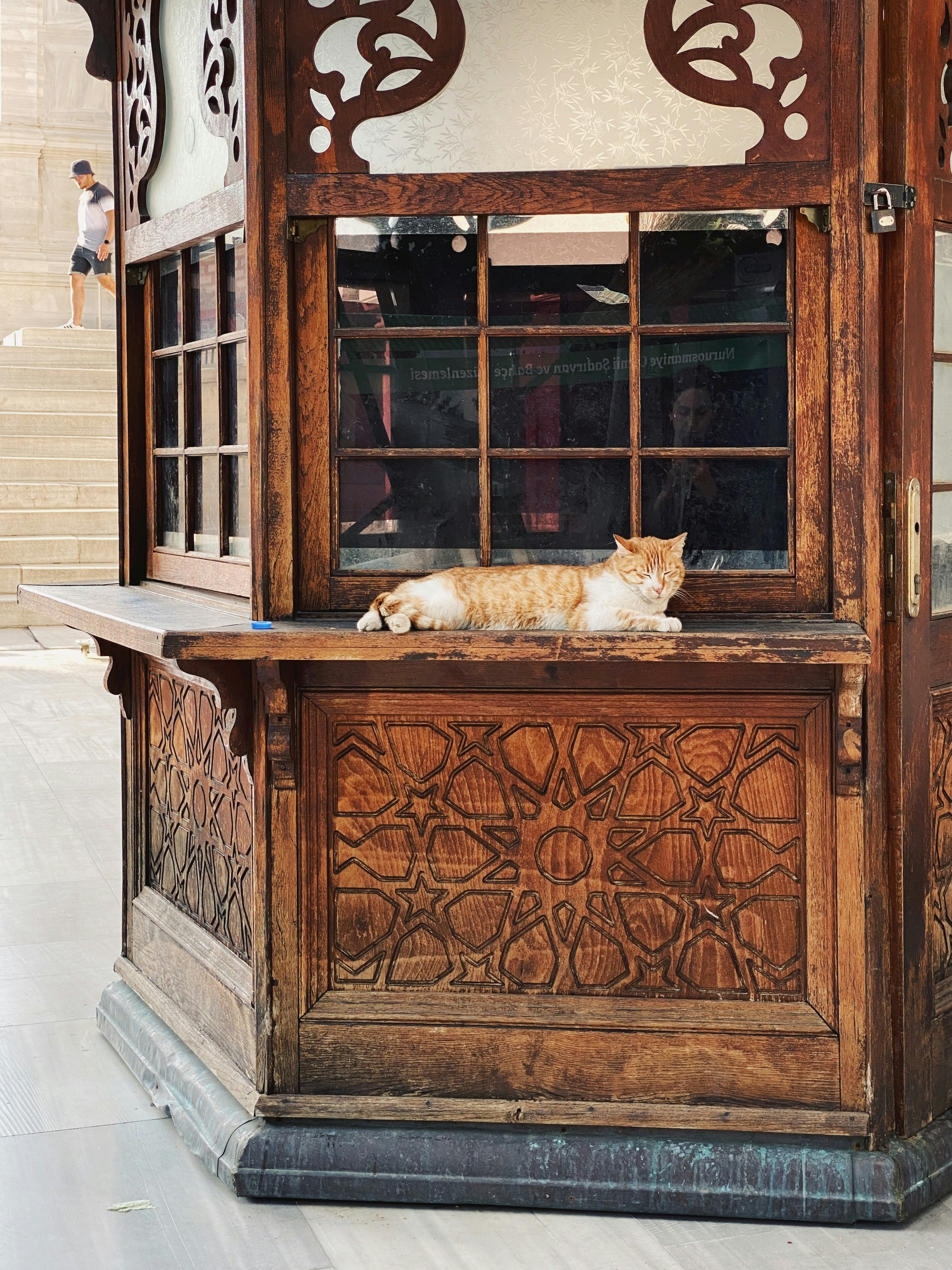Sunlit Tabby on a Carved Window Stand