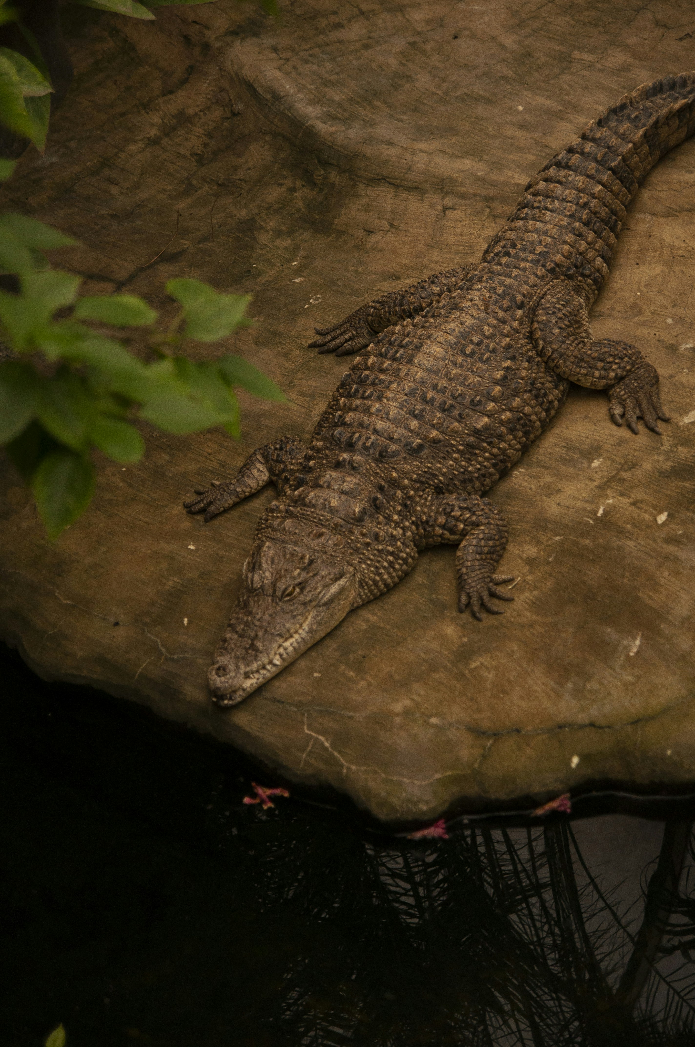 Stone Throne: Crocodile Reposing on a Rugged Rock by the Pool