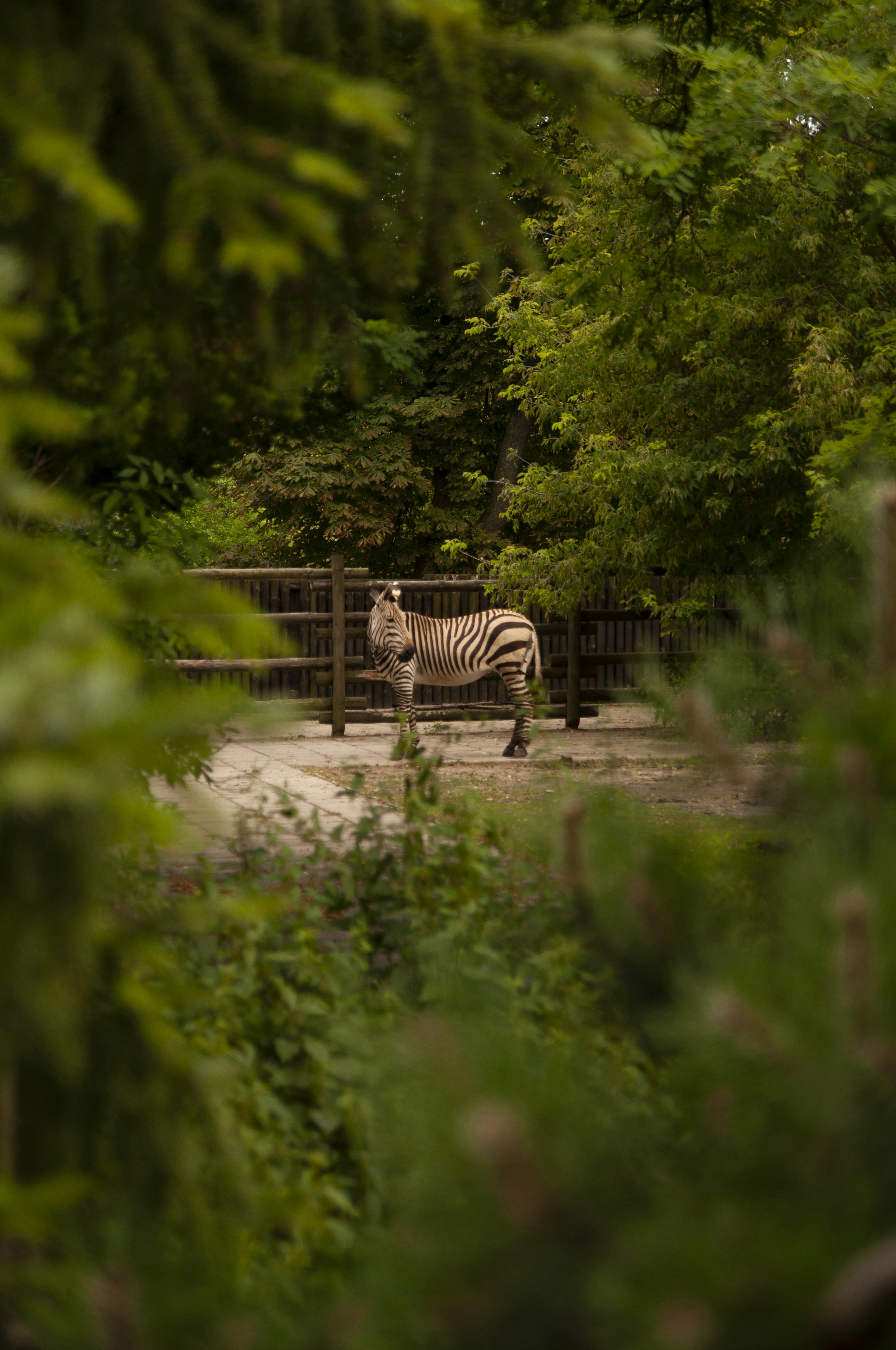 Dappled Zebra at the Fence, Framed by Quiet Foliage