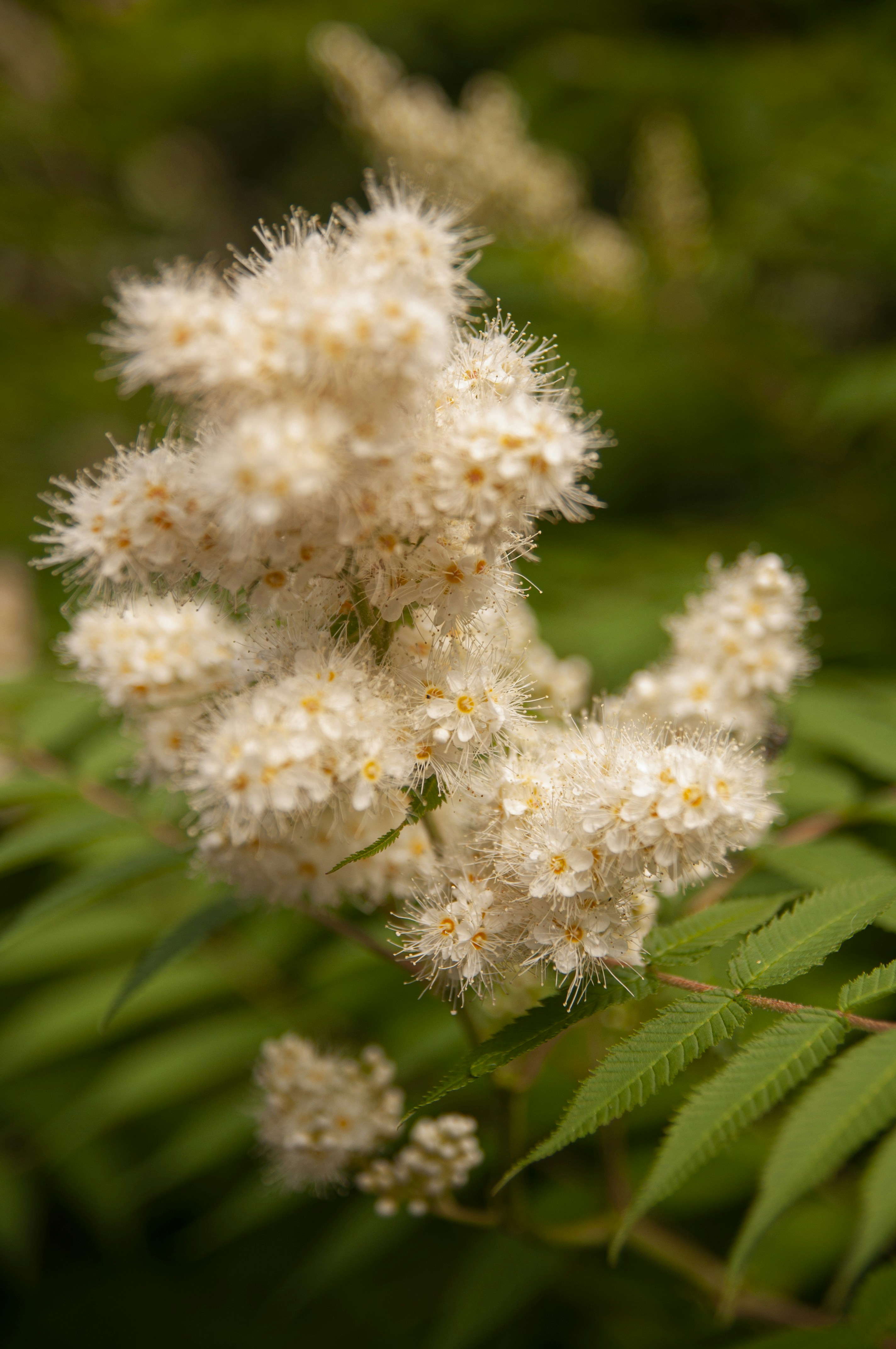 Snow-Cloud Blossoms on a Green Stem: Close-Up of Delicate White Puff Flowers