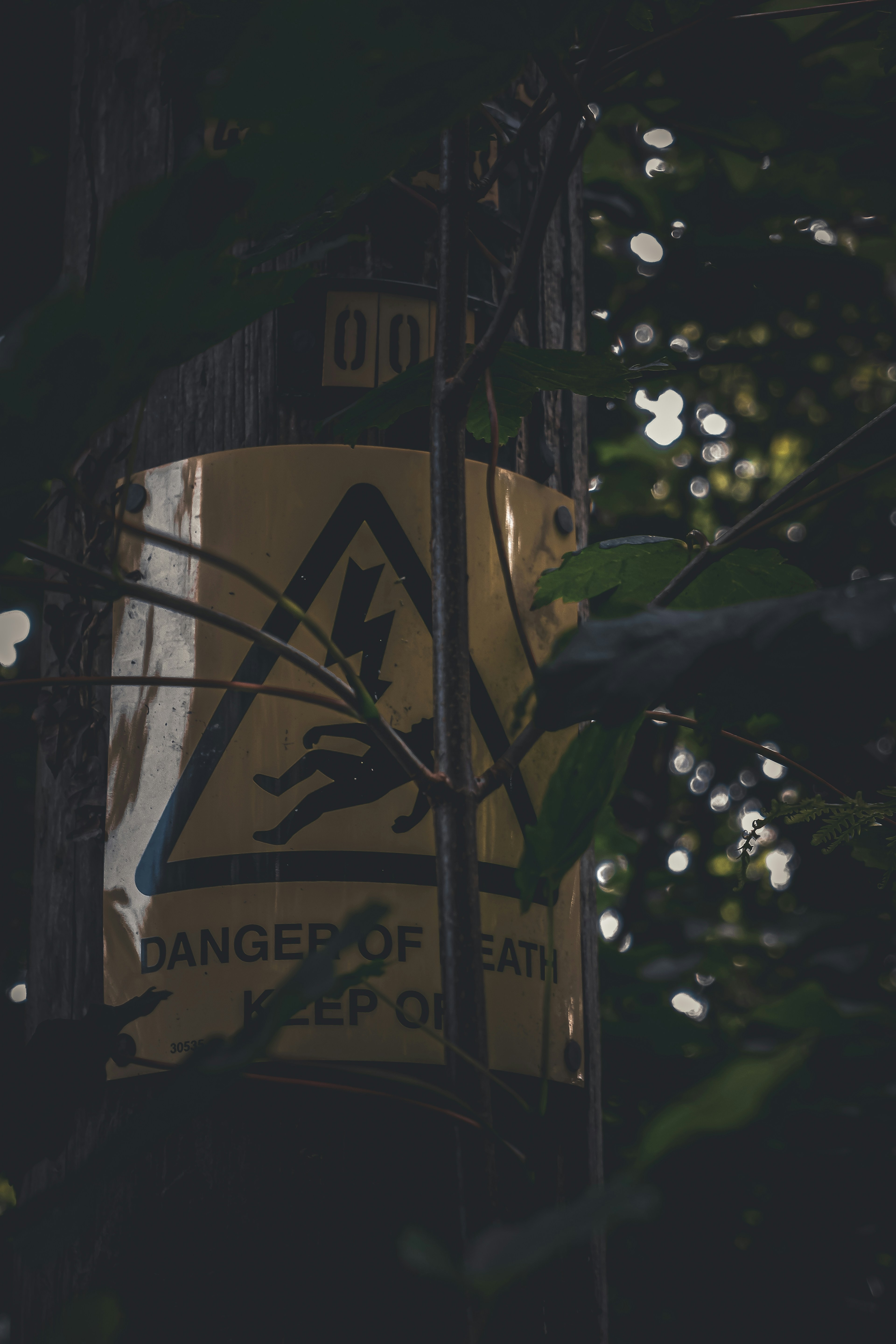 Overgrown Warning: A Weathered Hazard Sign Entangled in Foliage