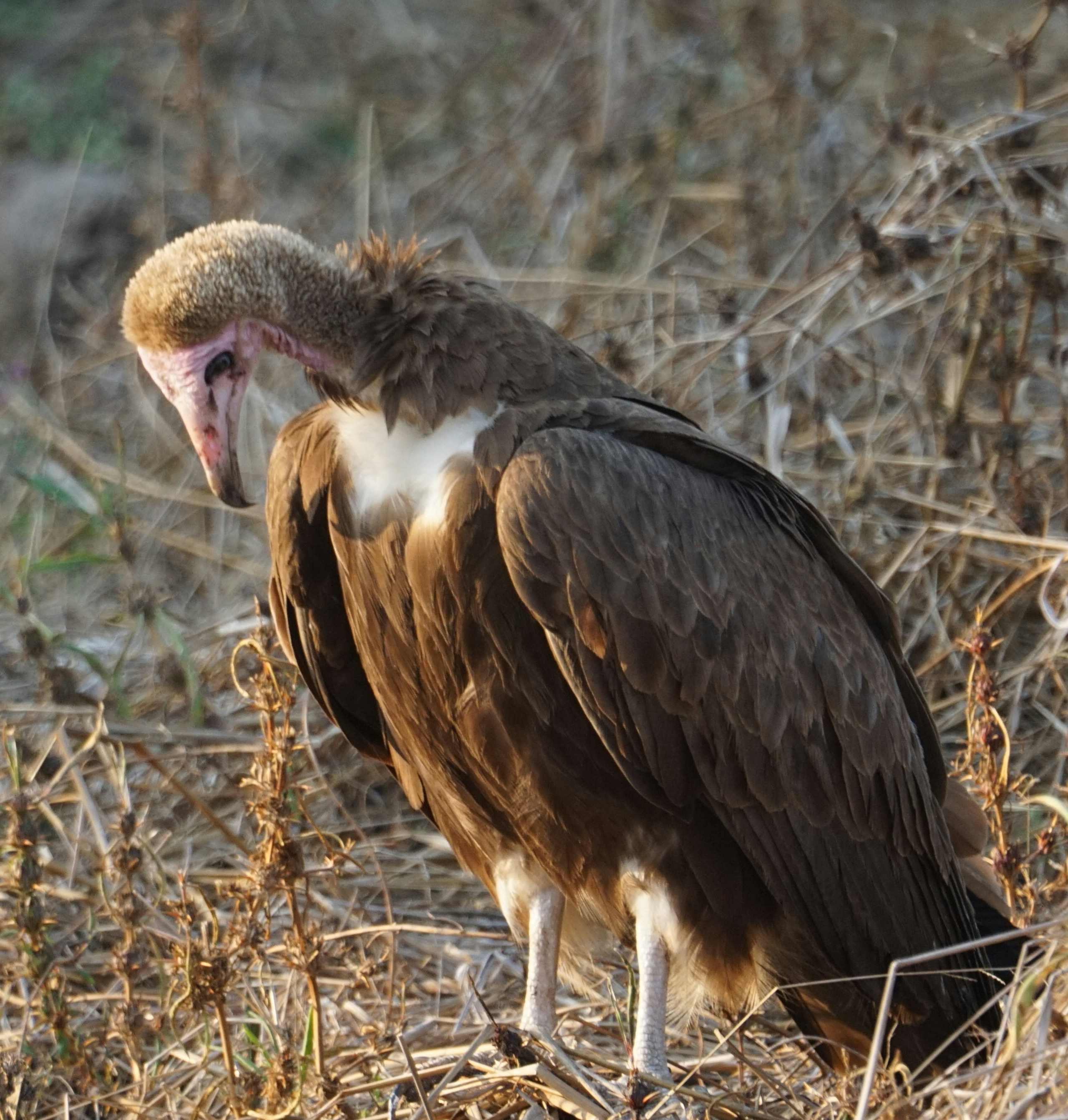 Pink-Headed Vulture Pauses Amid Dry Grass in Warm Light