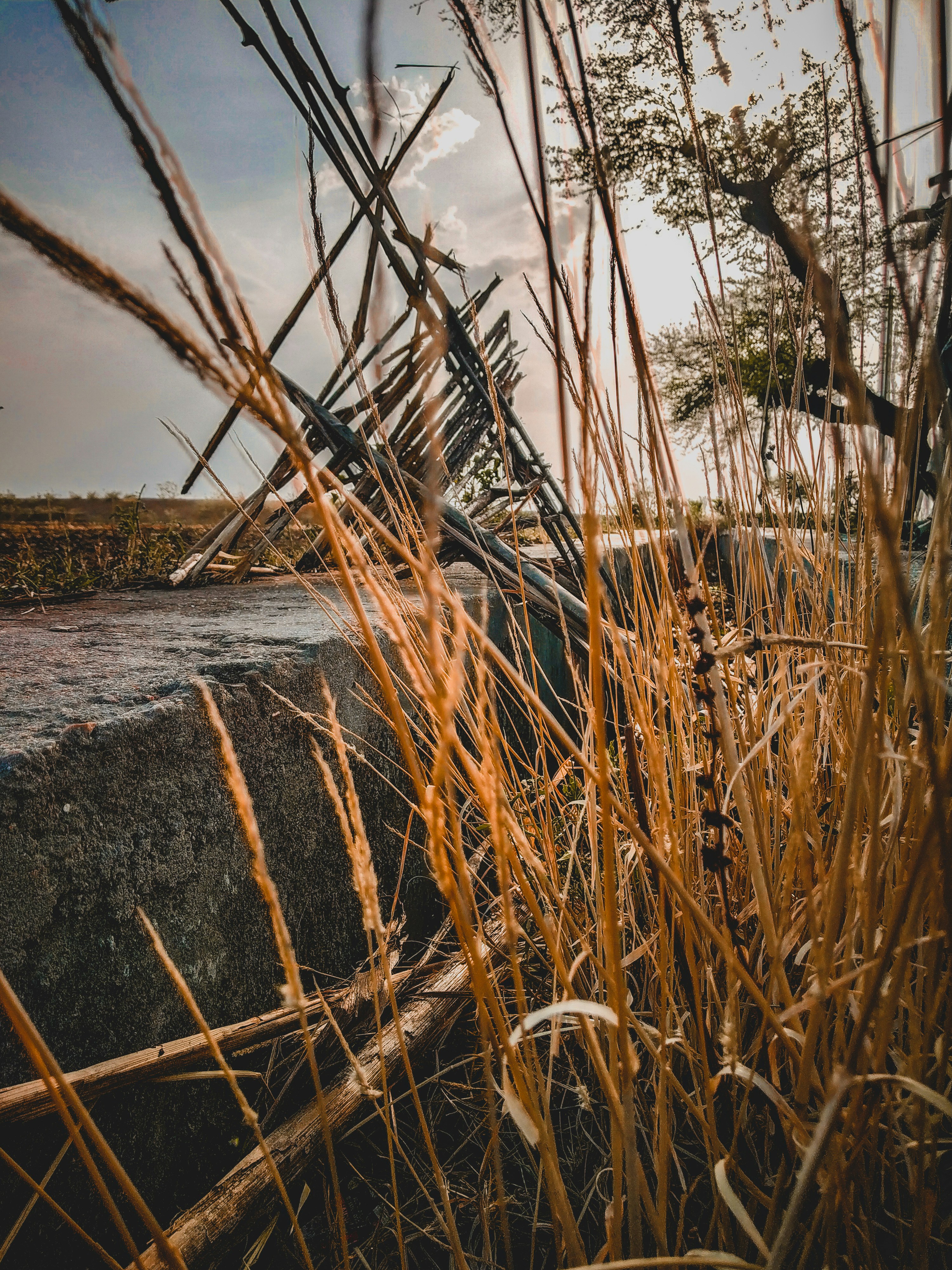 Golden Reeds Framing a Weathered Embankment at Dusk