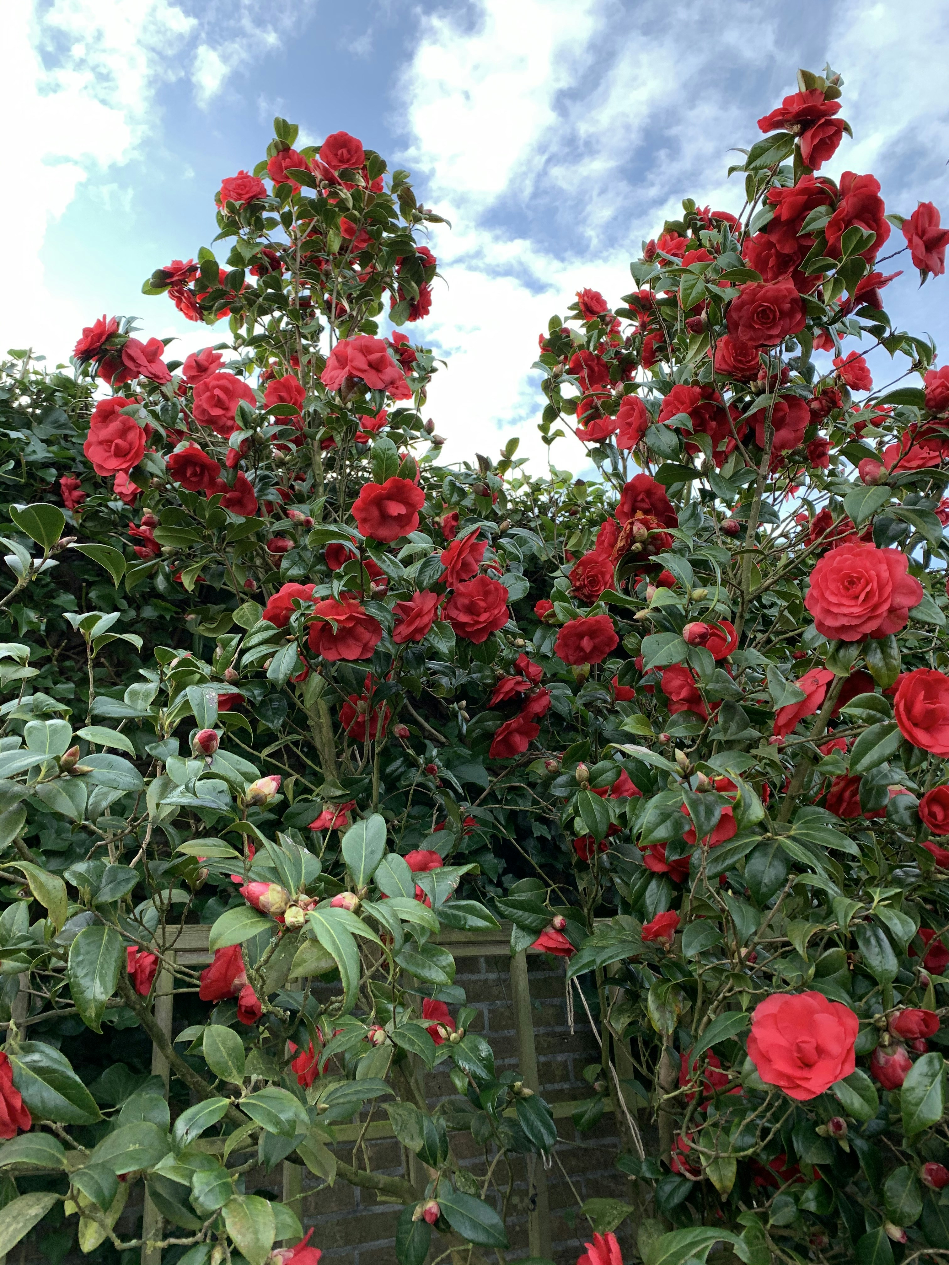 Crimson Bloom Ambush: A Fence of Red Roses Reaching for the Sky