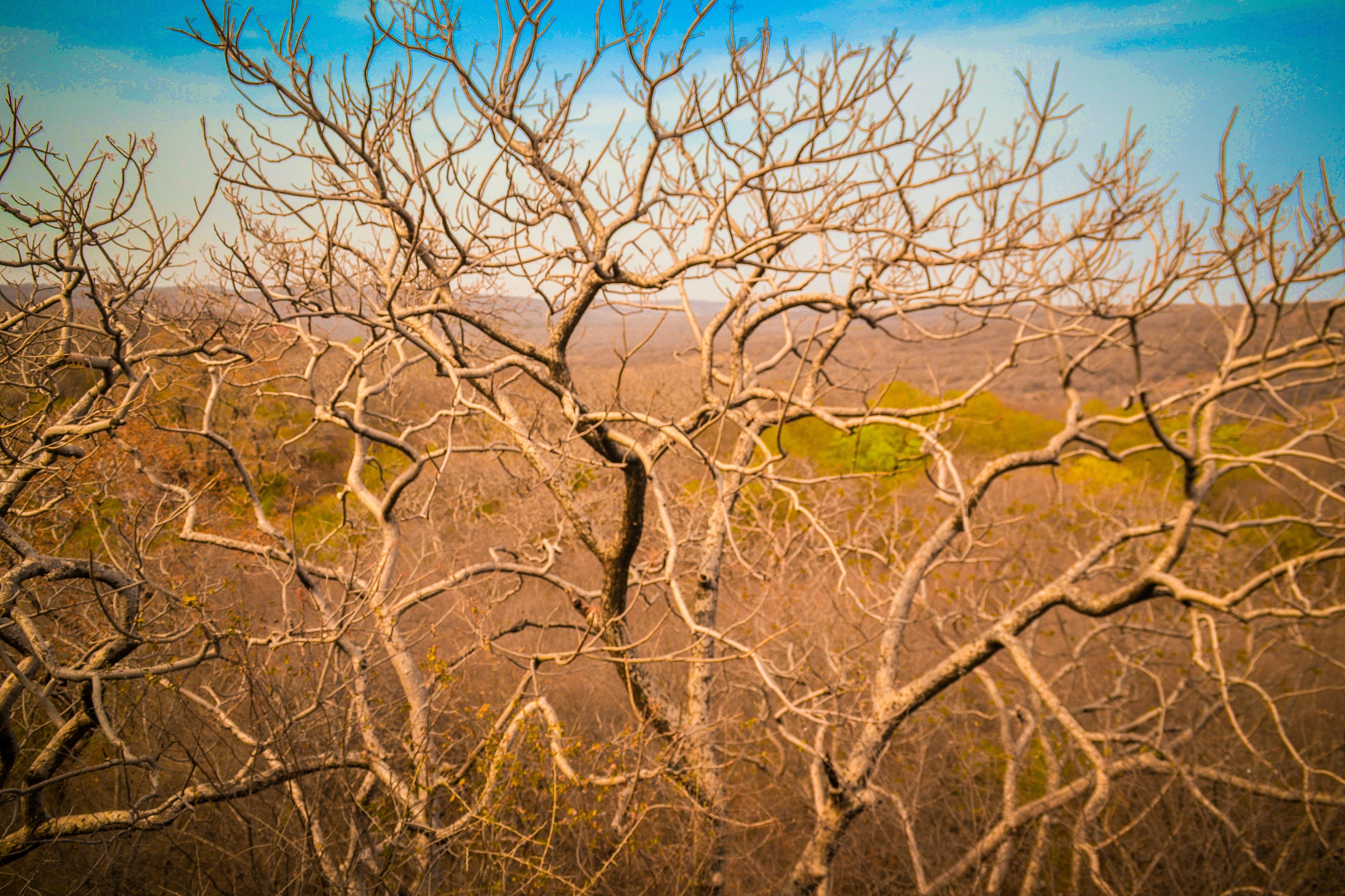 Foto Un paisaje con matorral seco – Imagen Parque nacional ranthambore ...