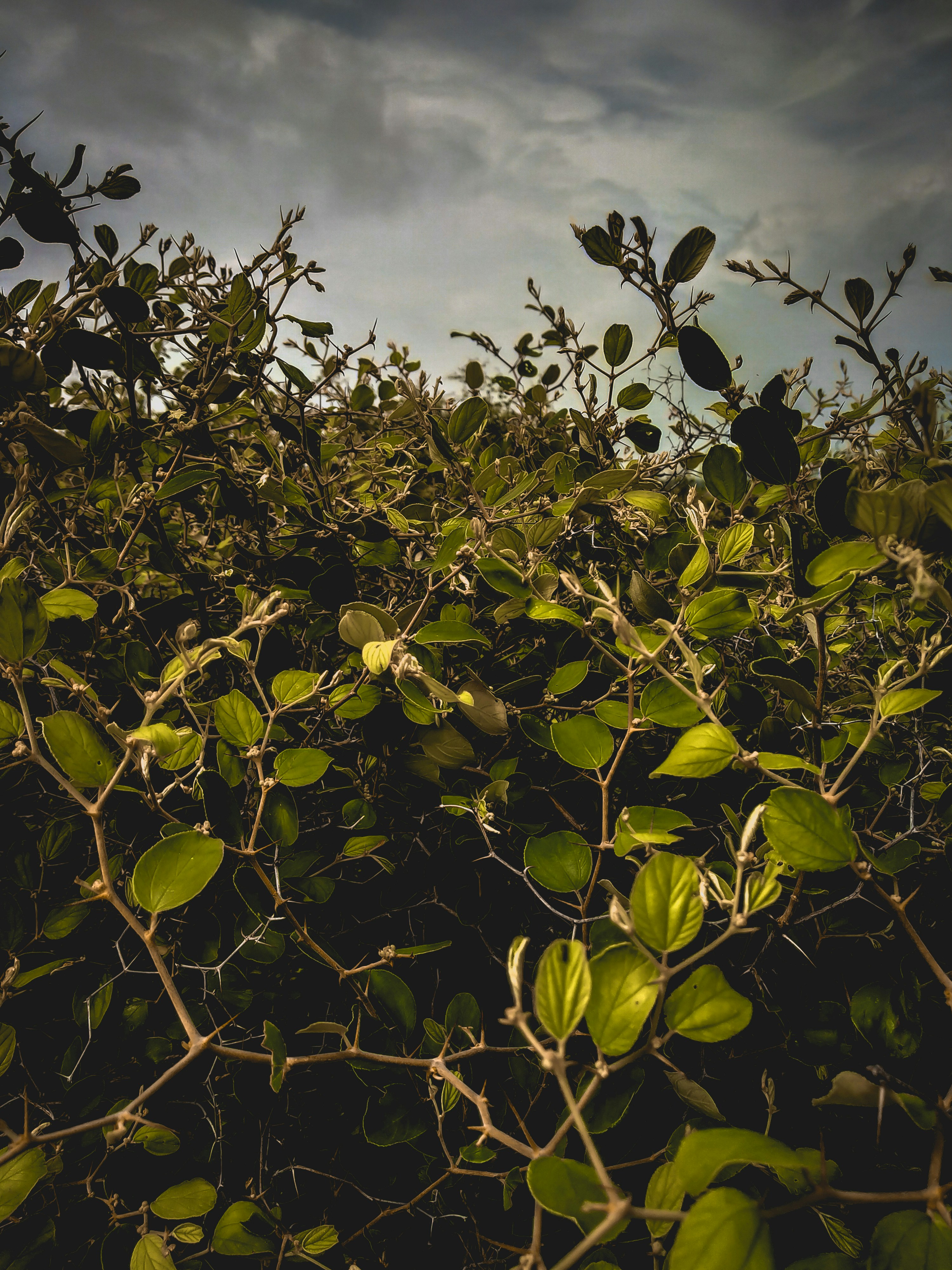 Tangled Foliage Under a Muted Sky