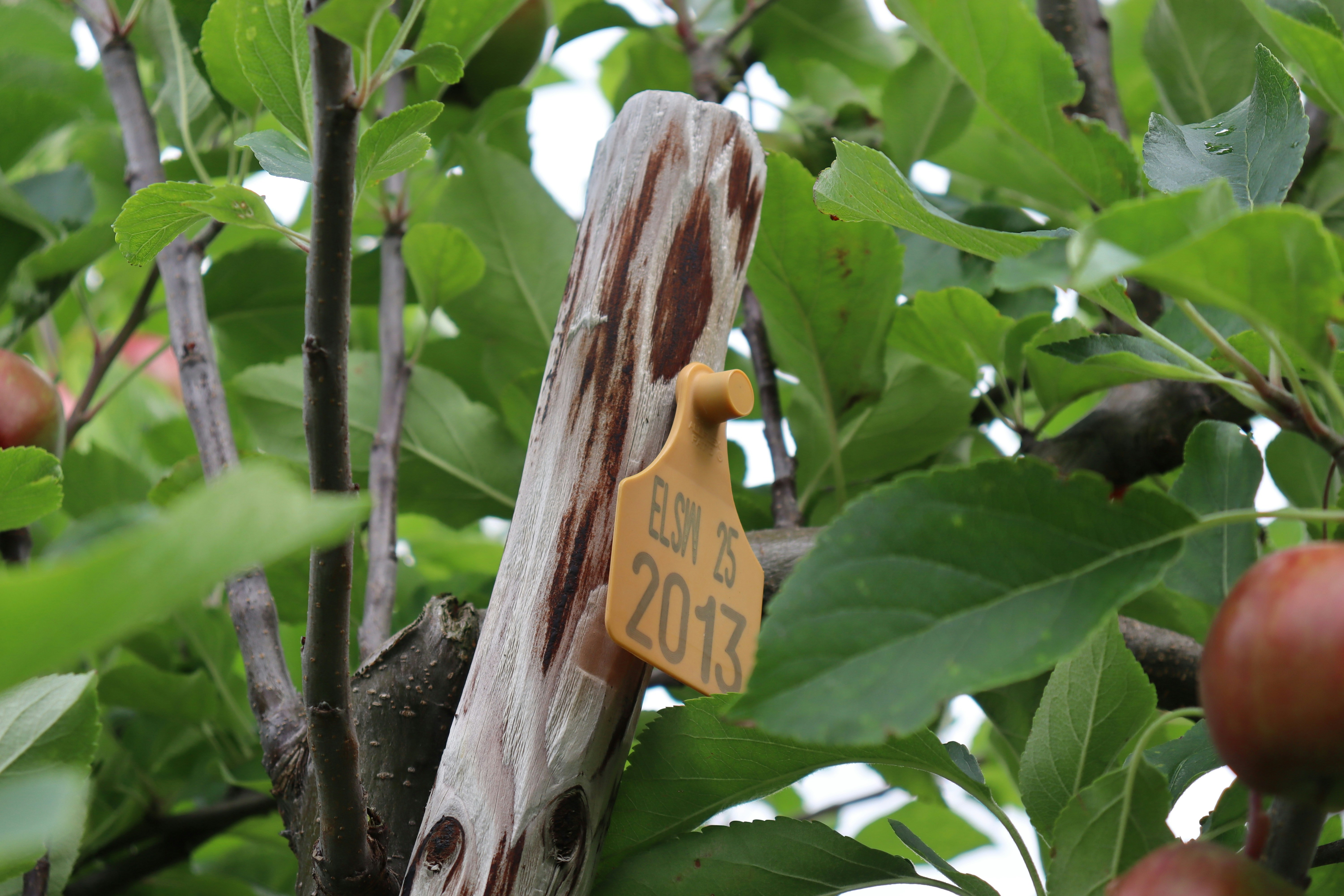 A wooden tag labeled 'ELSDY 2013' nestled among lush apple tree leaves, highlighting the connection between nature and cultivation.