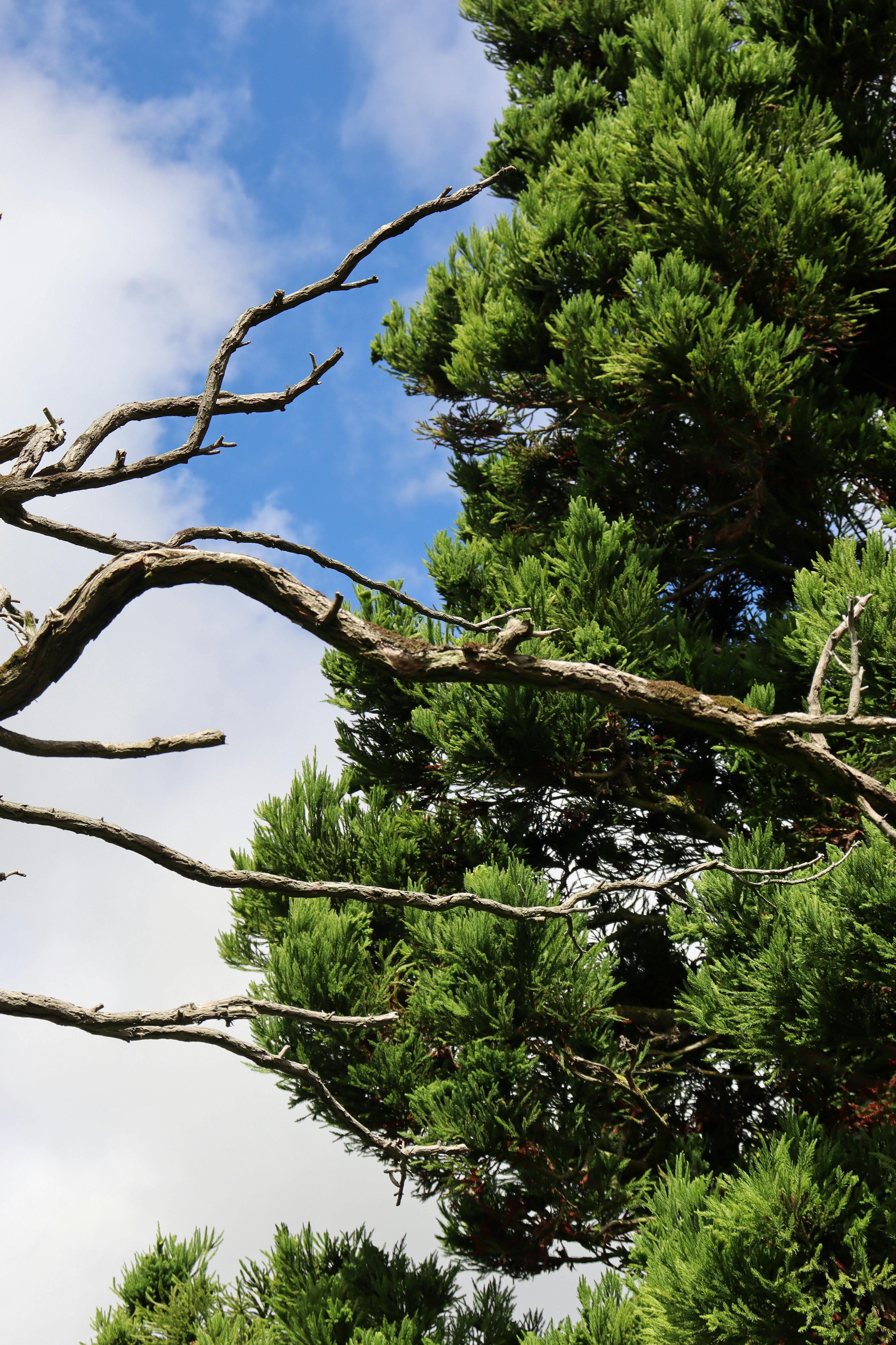 Foto Un árbol con muchas ramas – Imagen Irlanda gratis en Unsplash
