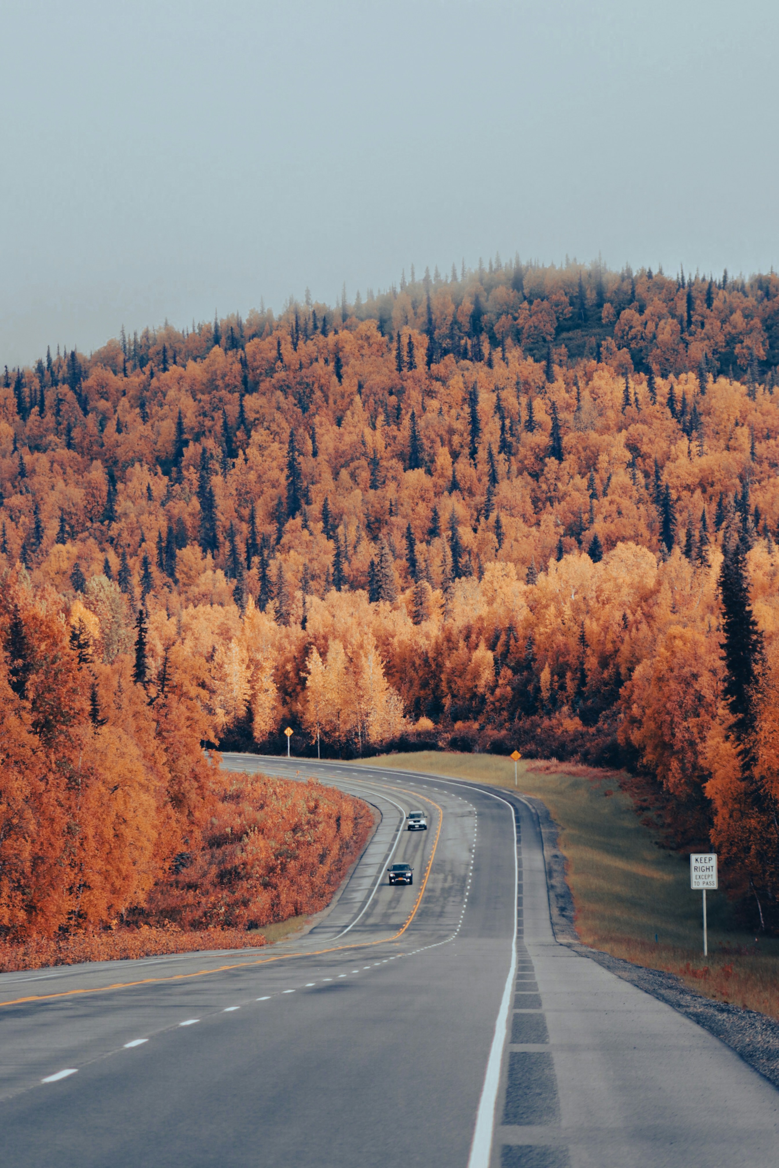 Autumn Highway Through a Canopy of Copper Pines