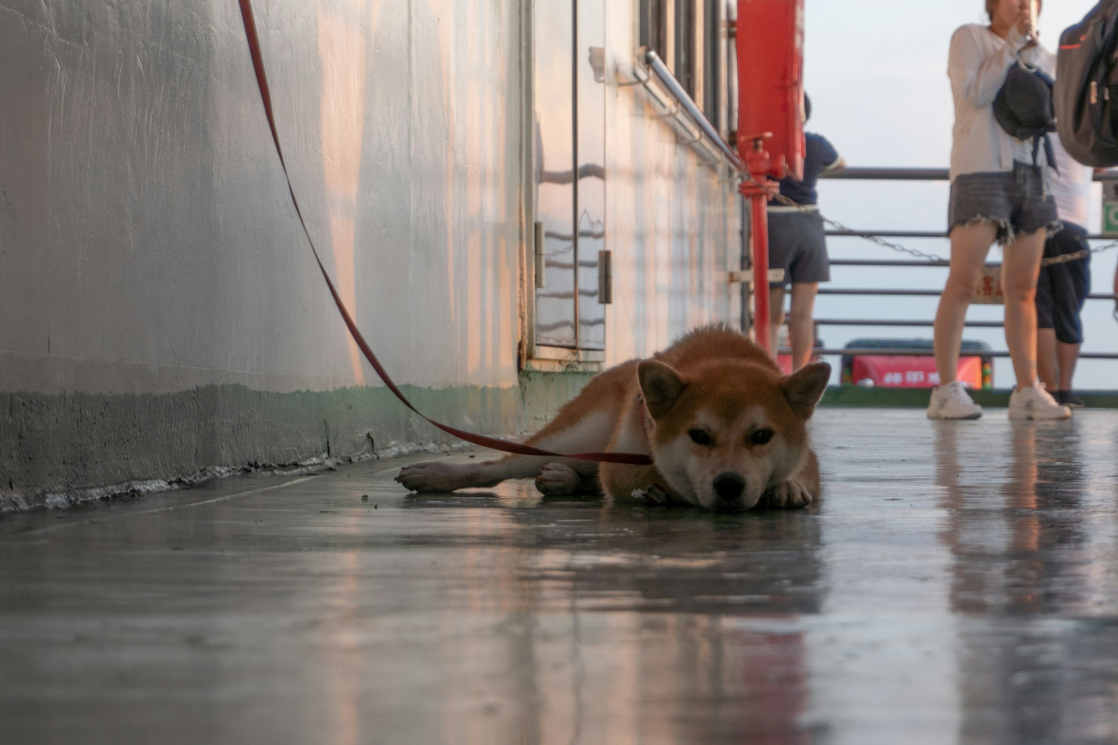 a dog on a leash on a wet sidewalk