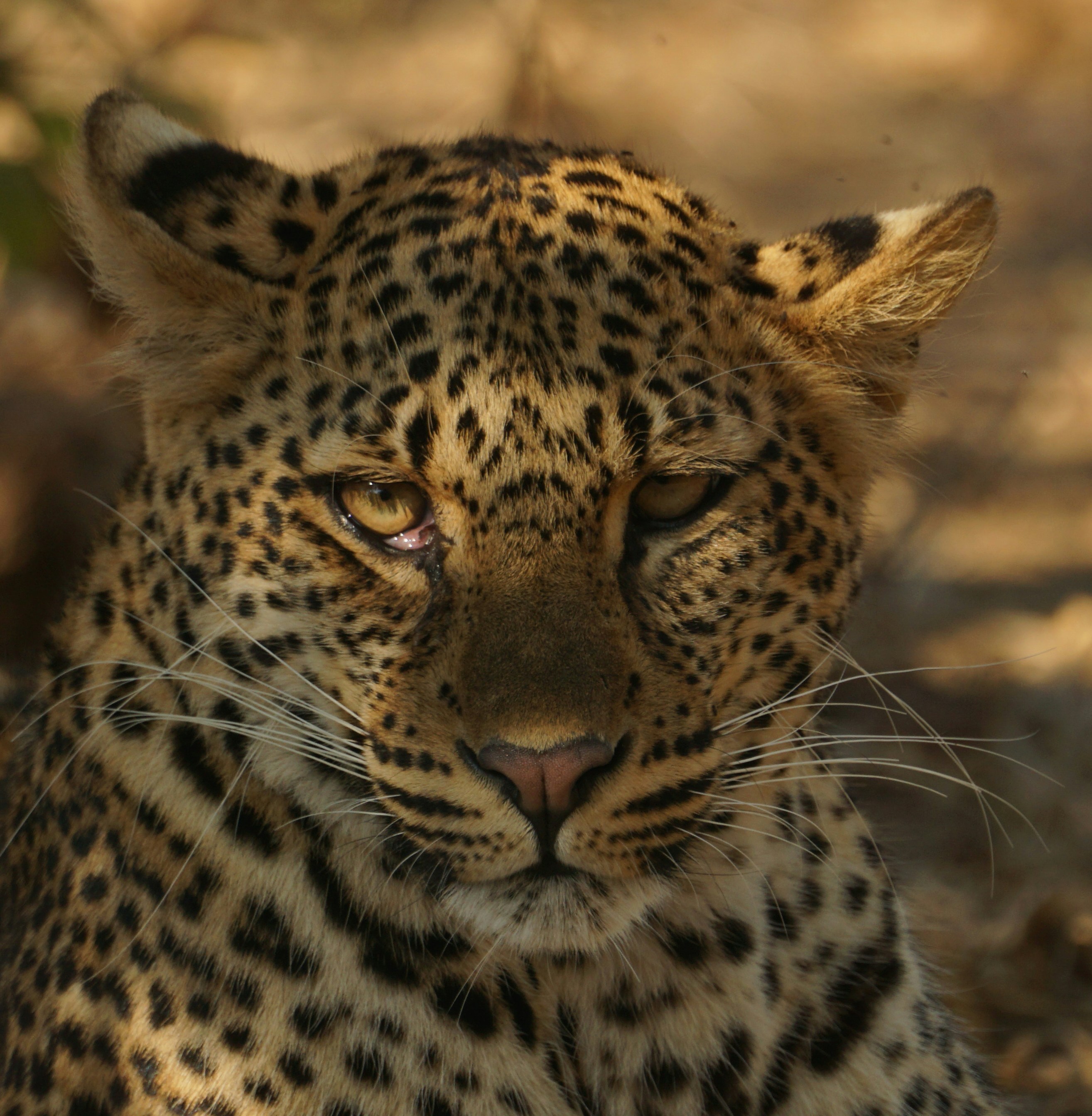 Amber Gaze in Dappled Light: Close-Up Portrait of a Leopard