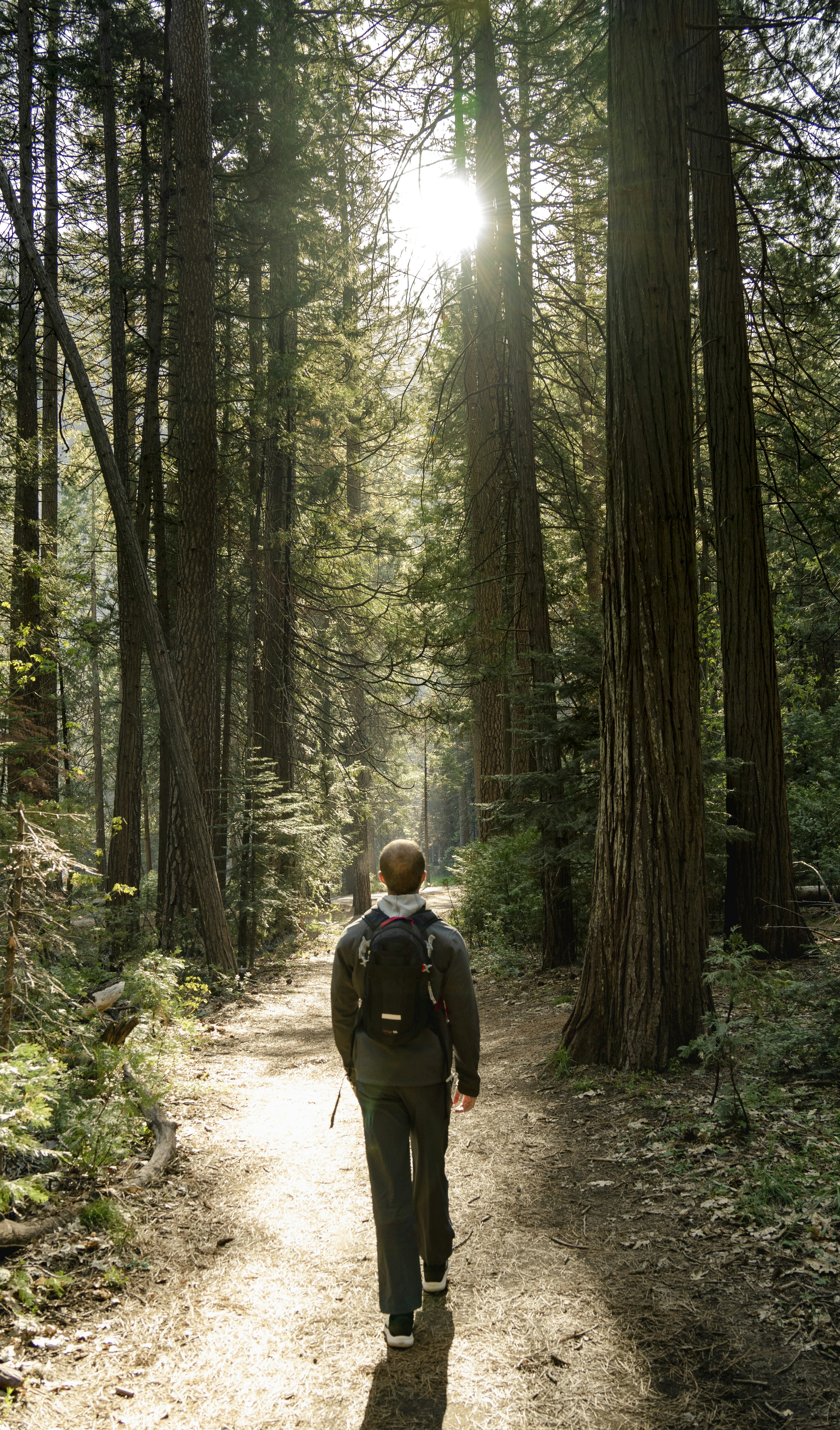 Trailhead to the Light: A lone hiker in a cedar cathedral