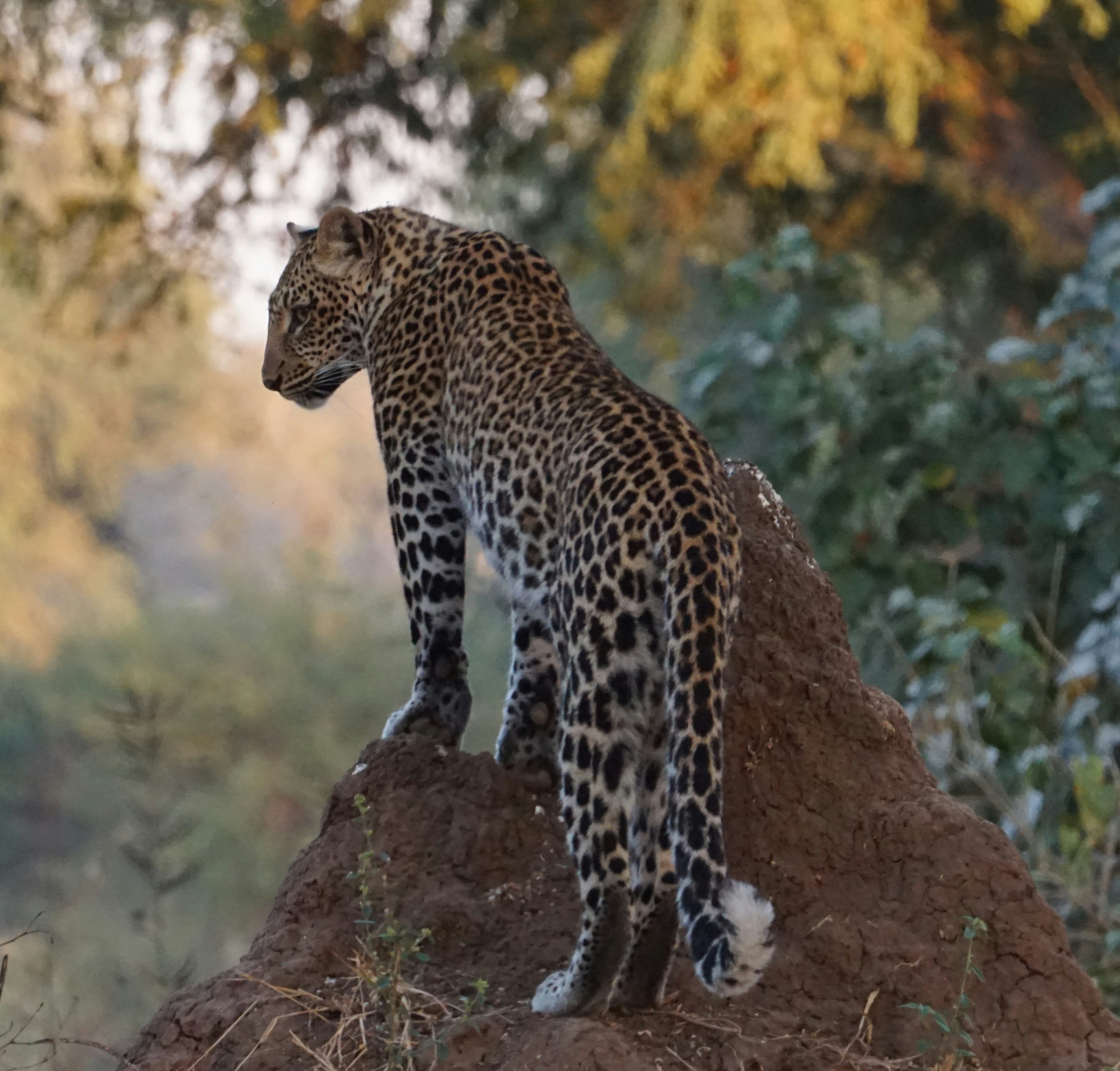 a leopard standing on a rock