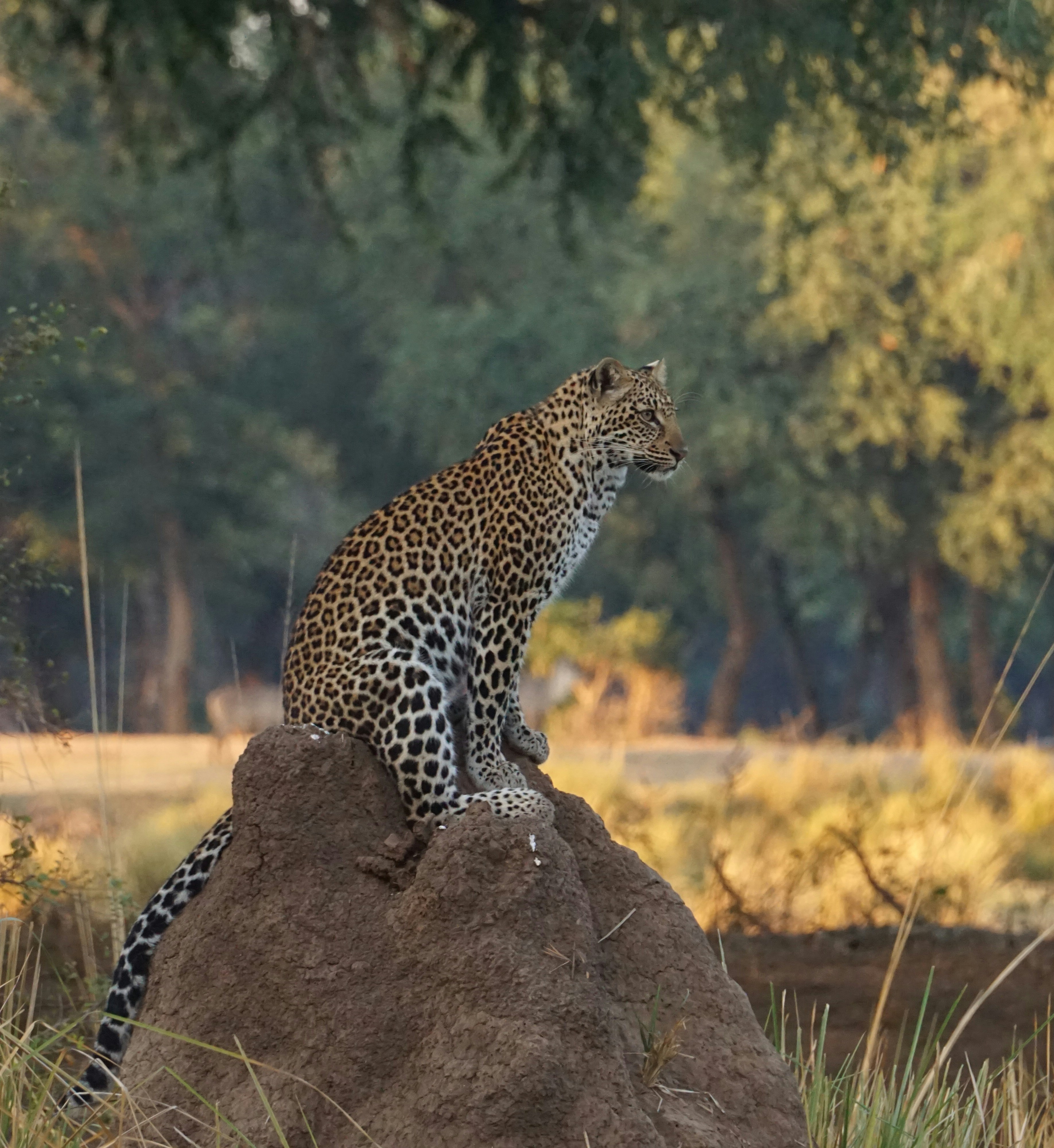 a leopard sitting on a rock