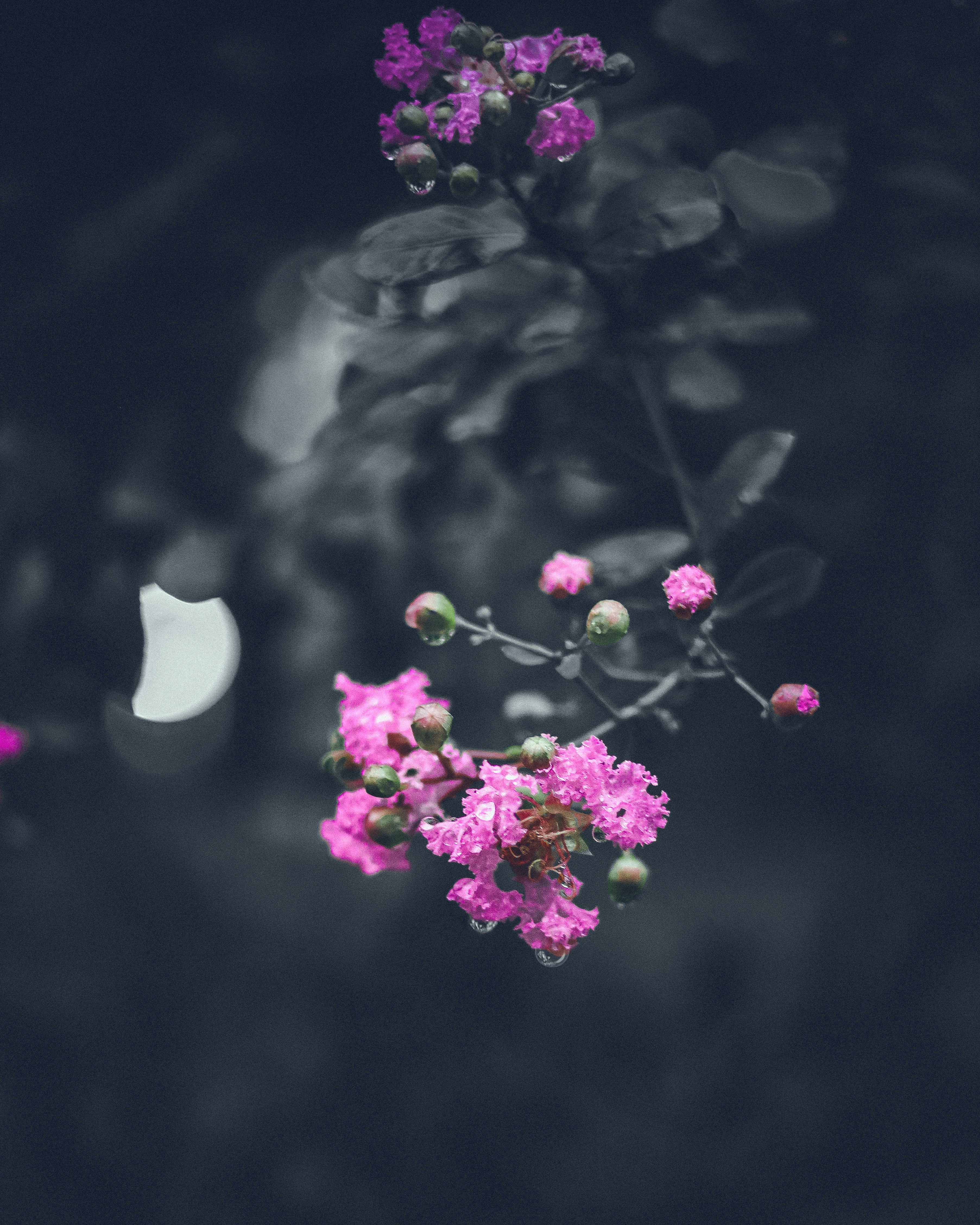 Vibrant pink flowers contrasting against a dark background, showcasing nature's delicate beauty. The image highlights the intricate details of the blooms.