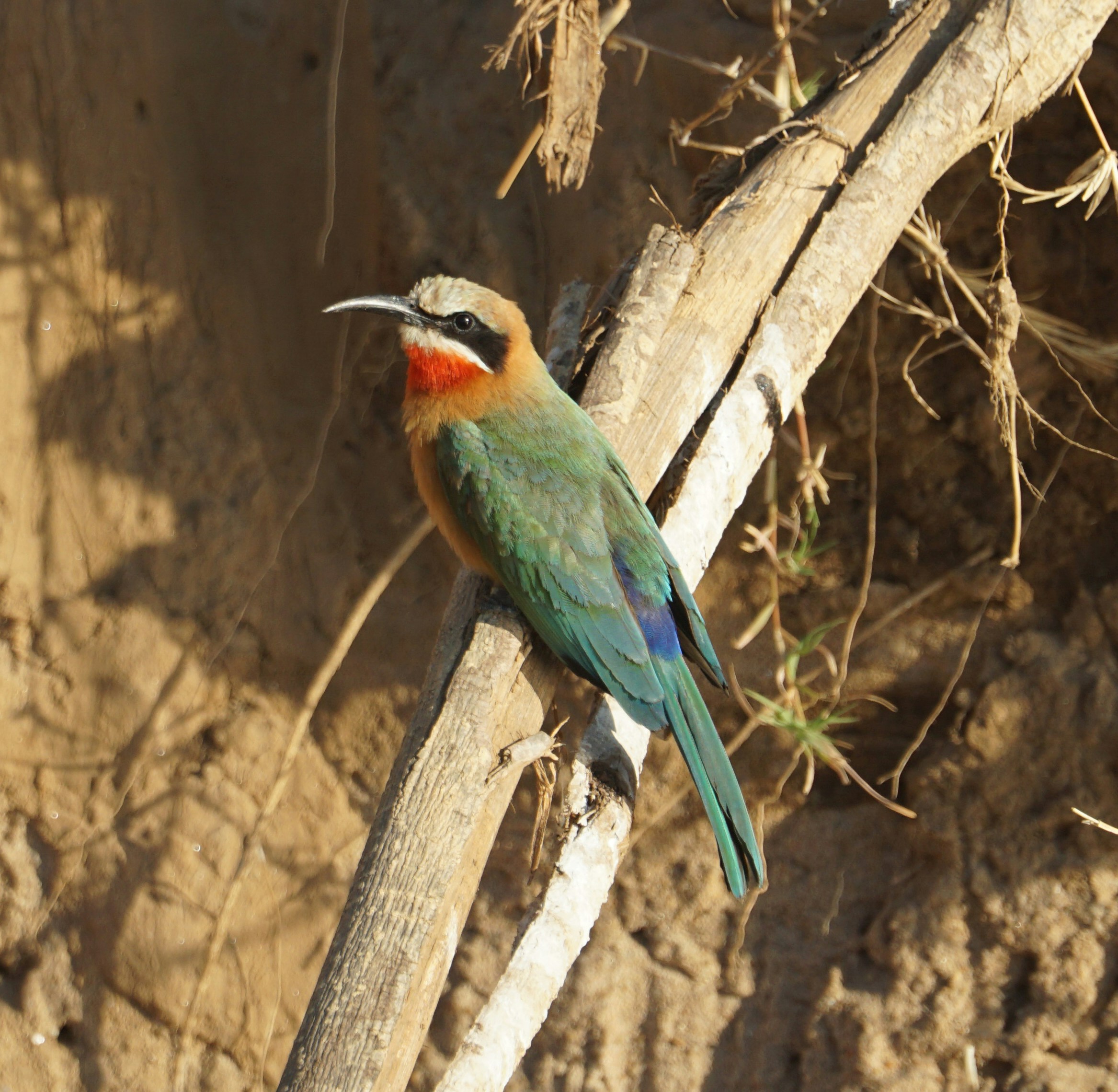 a bird on a branch