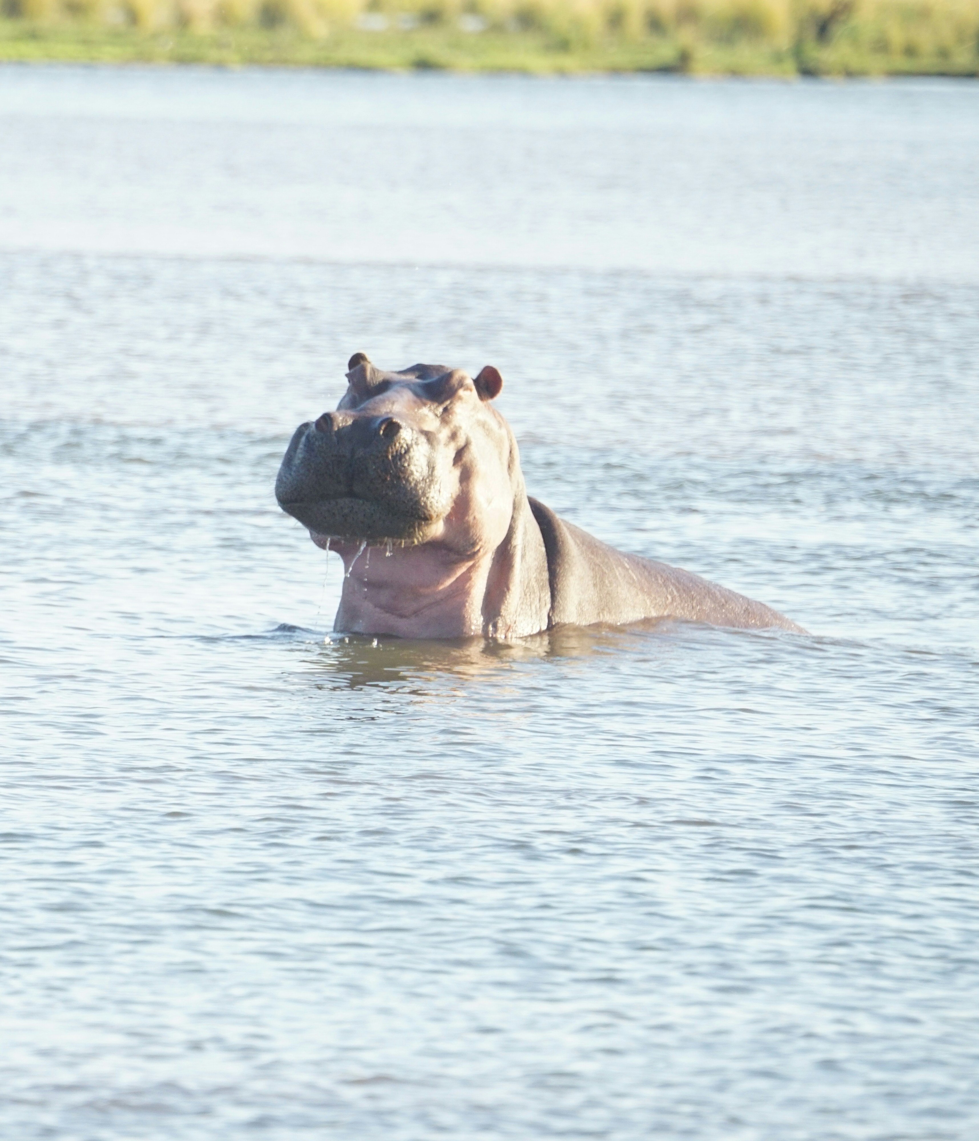 Una foca acostada boca arriba en el agua foto – Imagen de Mascota ...