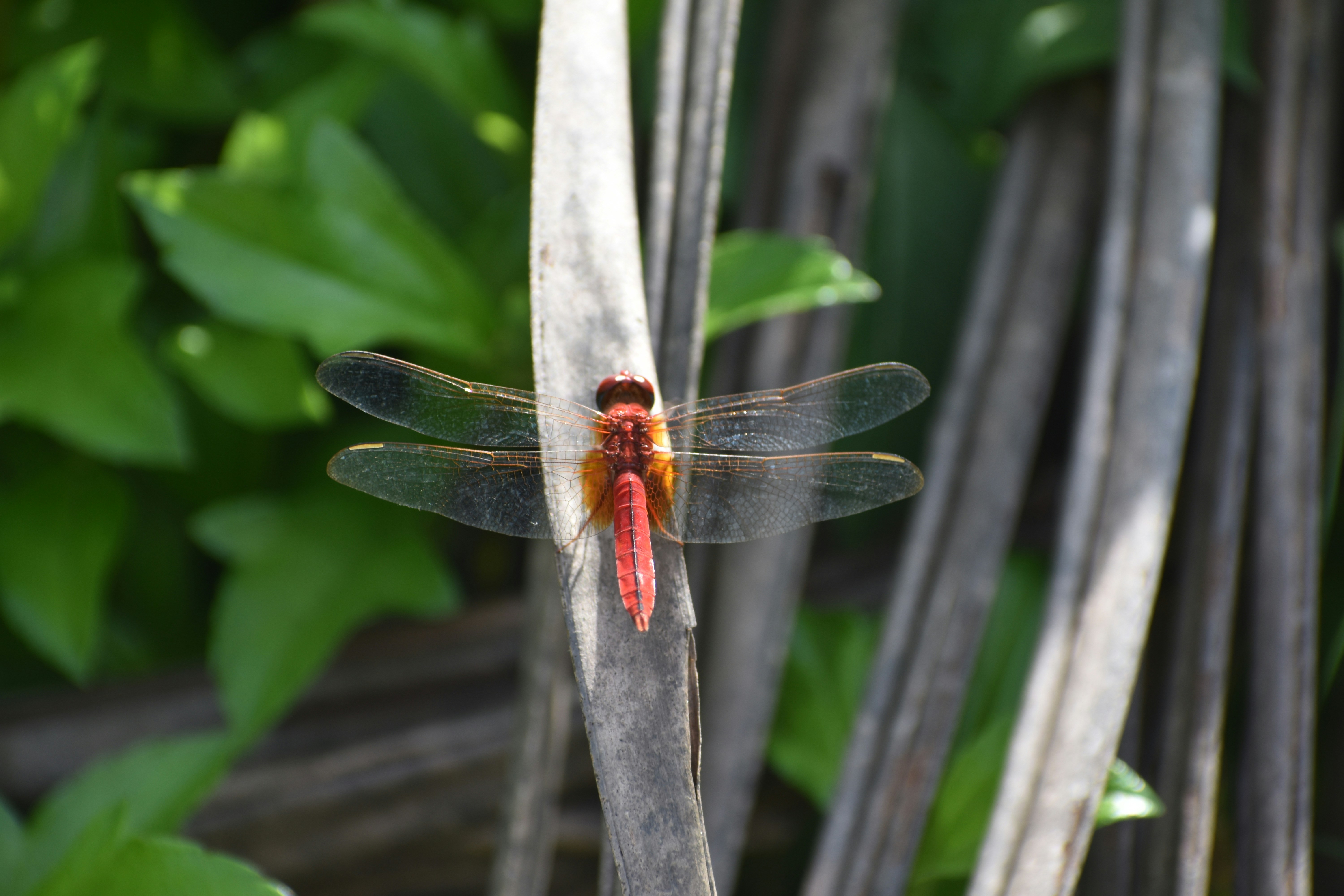 Crimson Dragonfly Resting on a Weathered Reed Among Green Foliage