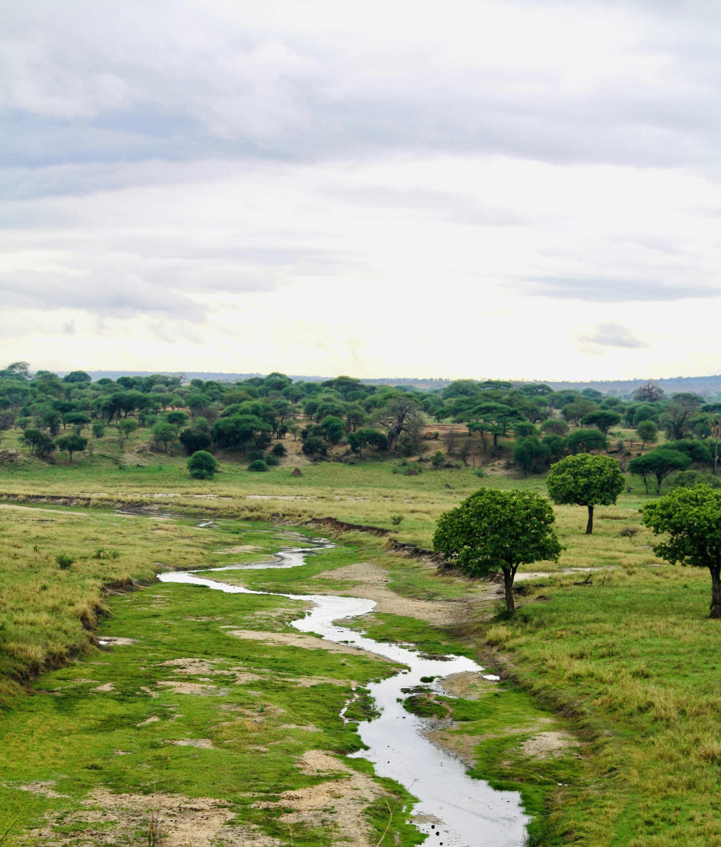 Meandering Creek through Open Savanna with Scattered Trees