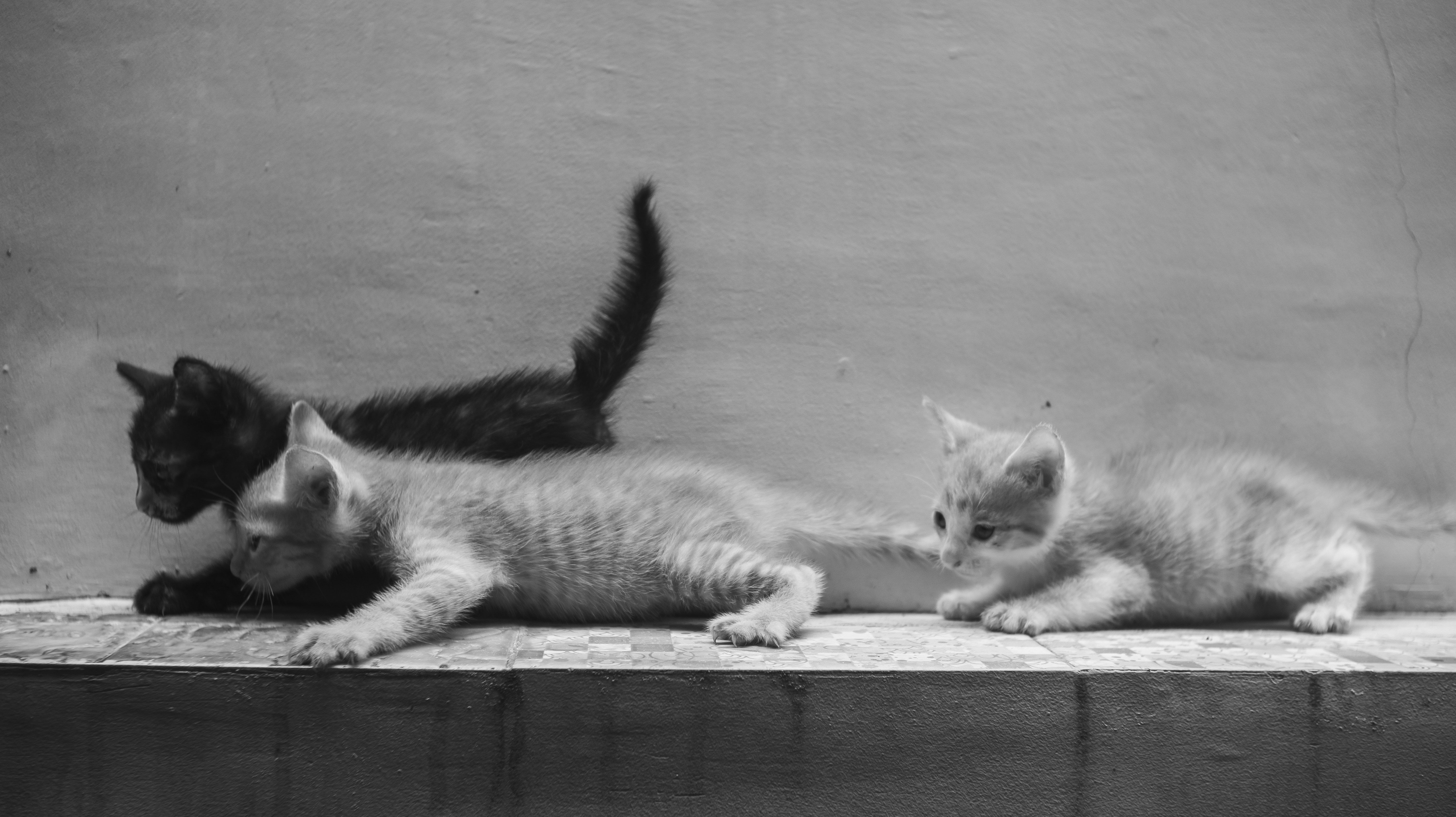 A group of cats lying on a wood surface photo – Free Image on Unsplash