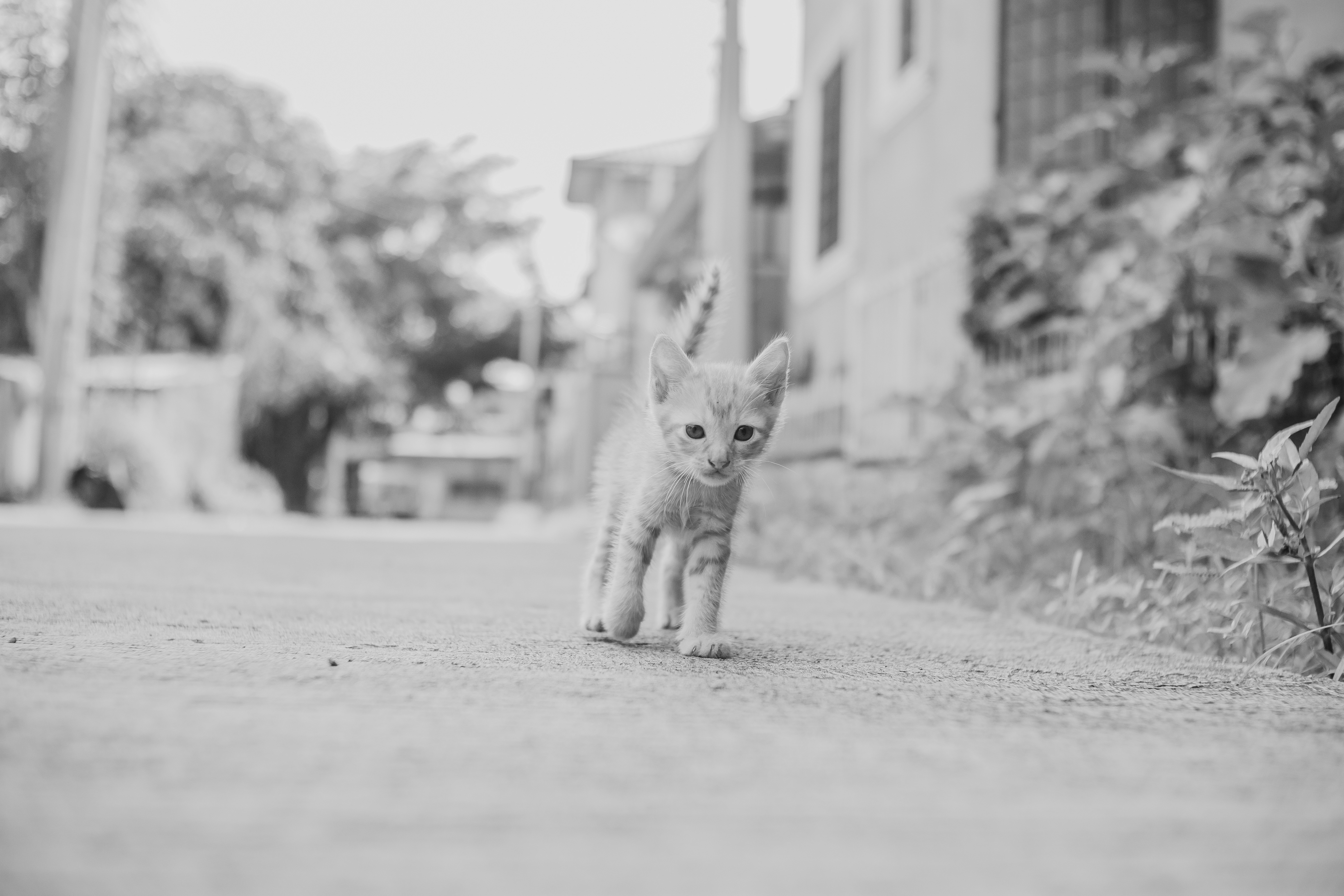 Curious Kitten on a Quiet Street